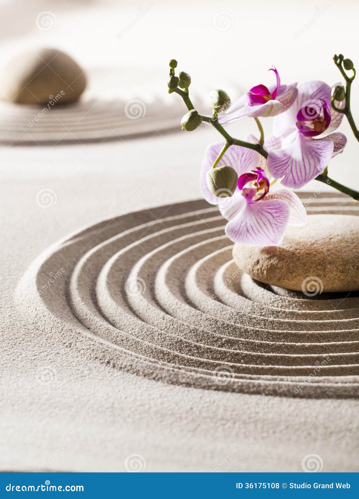 Belleza Interna Con Las Flores Del Zen Foto de archivo - Imagen de ...