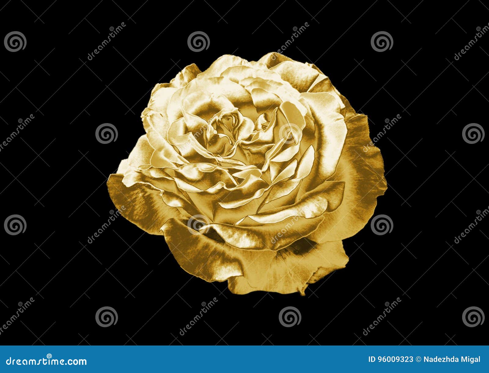 Belleza Rose de oro imagen de archivo. Imagen de flor - 96009323