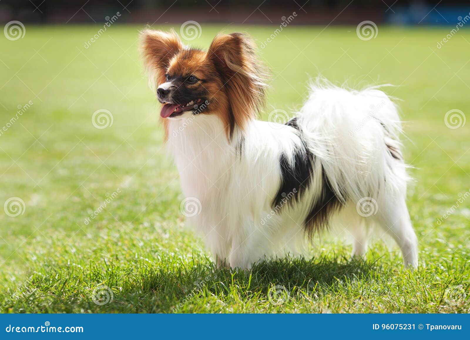 Bellezza Del Cane Di Papillon Immagine Stock - Immagine di genealogico ...