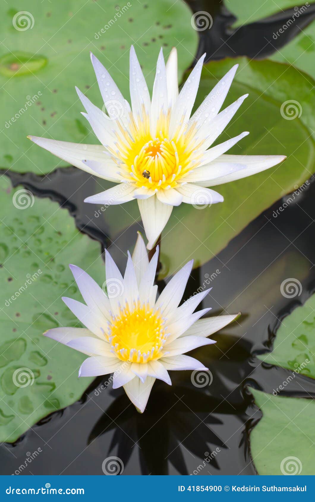 Bellezza Della Ninfea Nello Stagno Fotografia Stock - Immagine di lilly ...