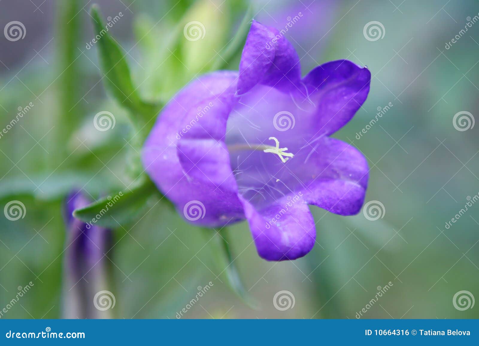 Bellflower stock photo. Image of field, macro, grass - 10664316