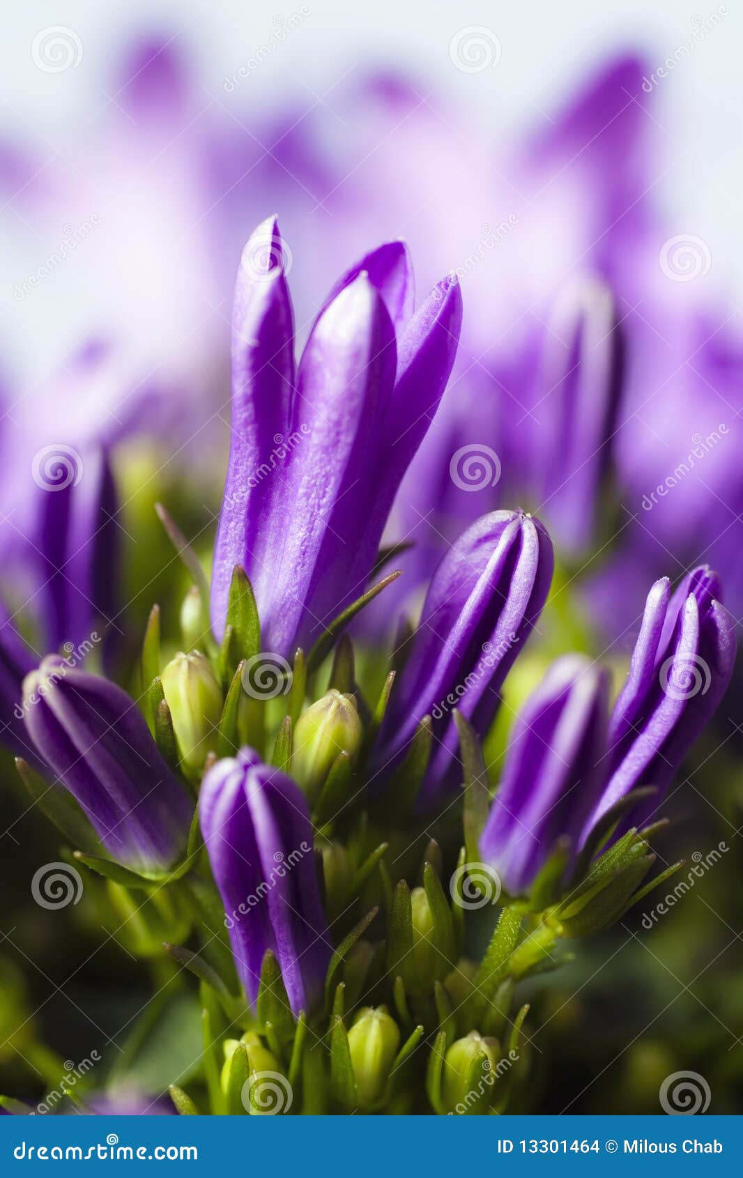 Bellflower stock photo. Image of bloom, bellflower, close - 13301464