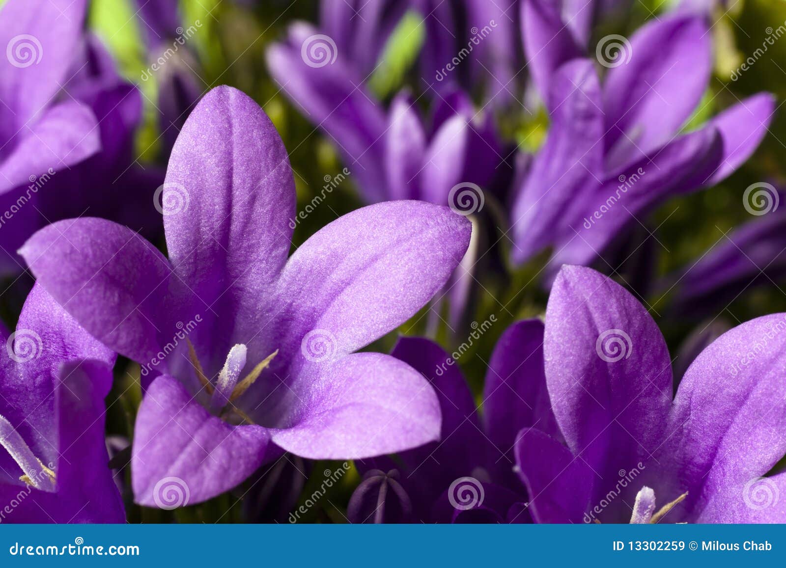 Bellflower stock image. Image of bluebell, close, fragile - 13302259
