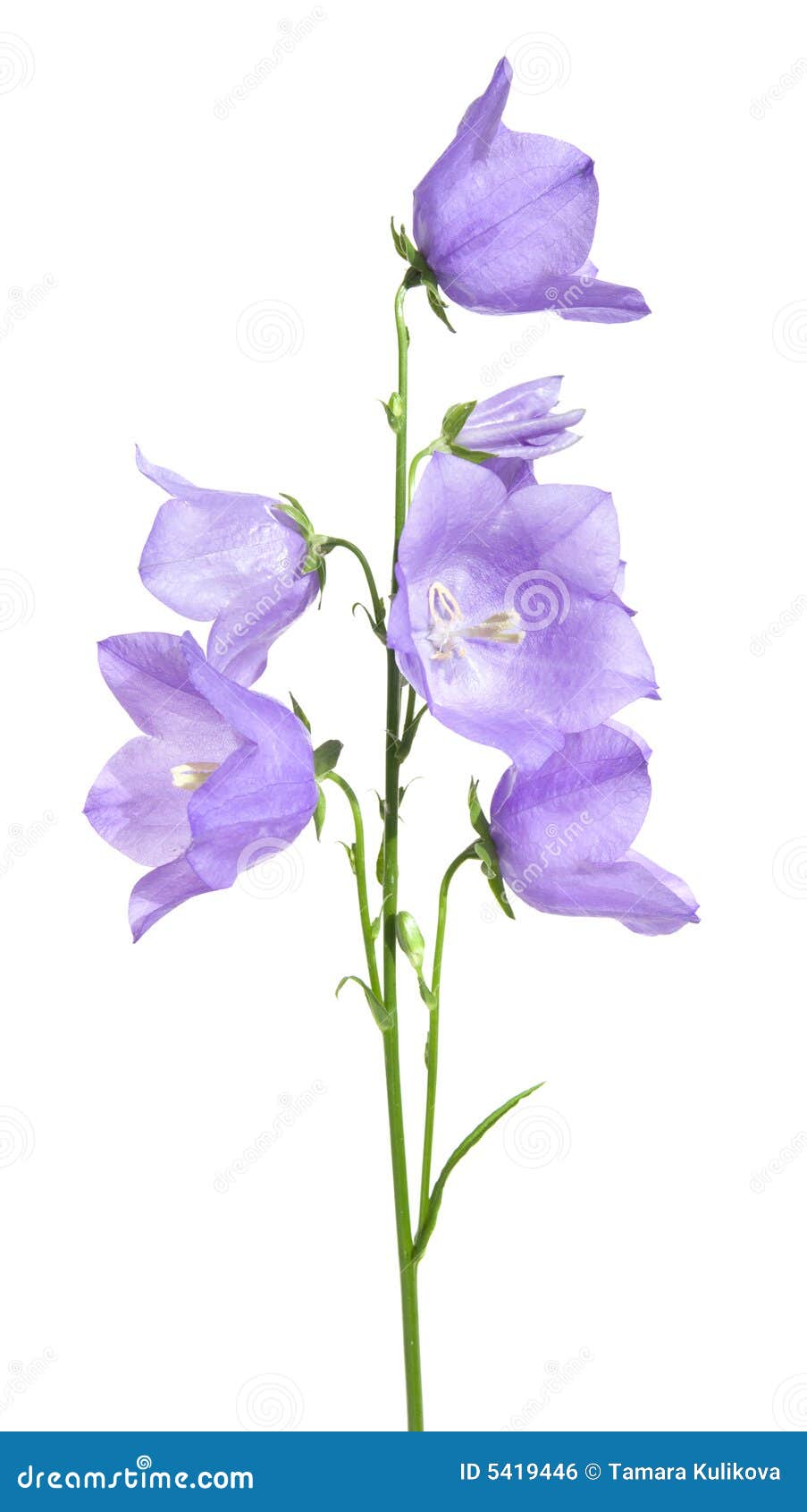 Bellflower stock photo. Image of purple, flower, isolated - 5419446