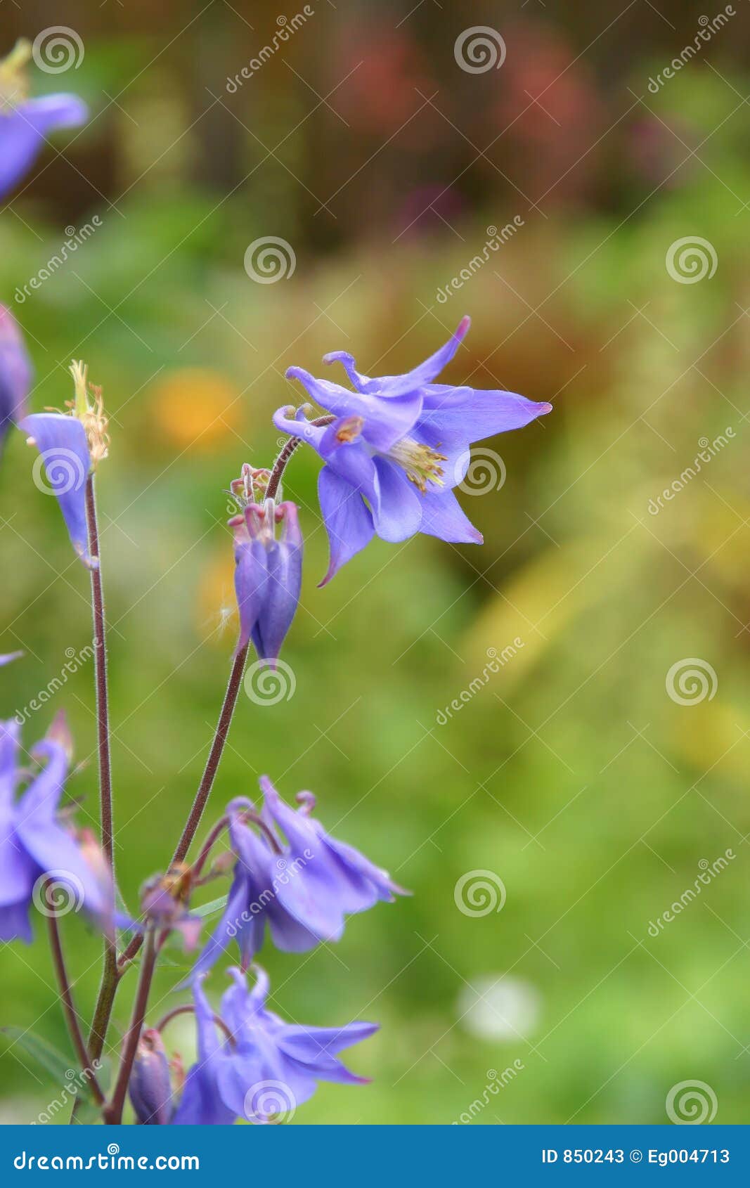 Bellflower stock image. Image of bulb, closeup, flora, beautiful - 850243