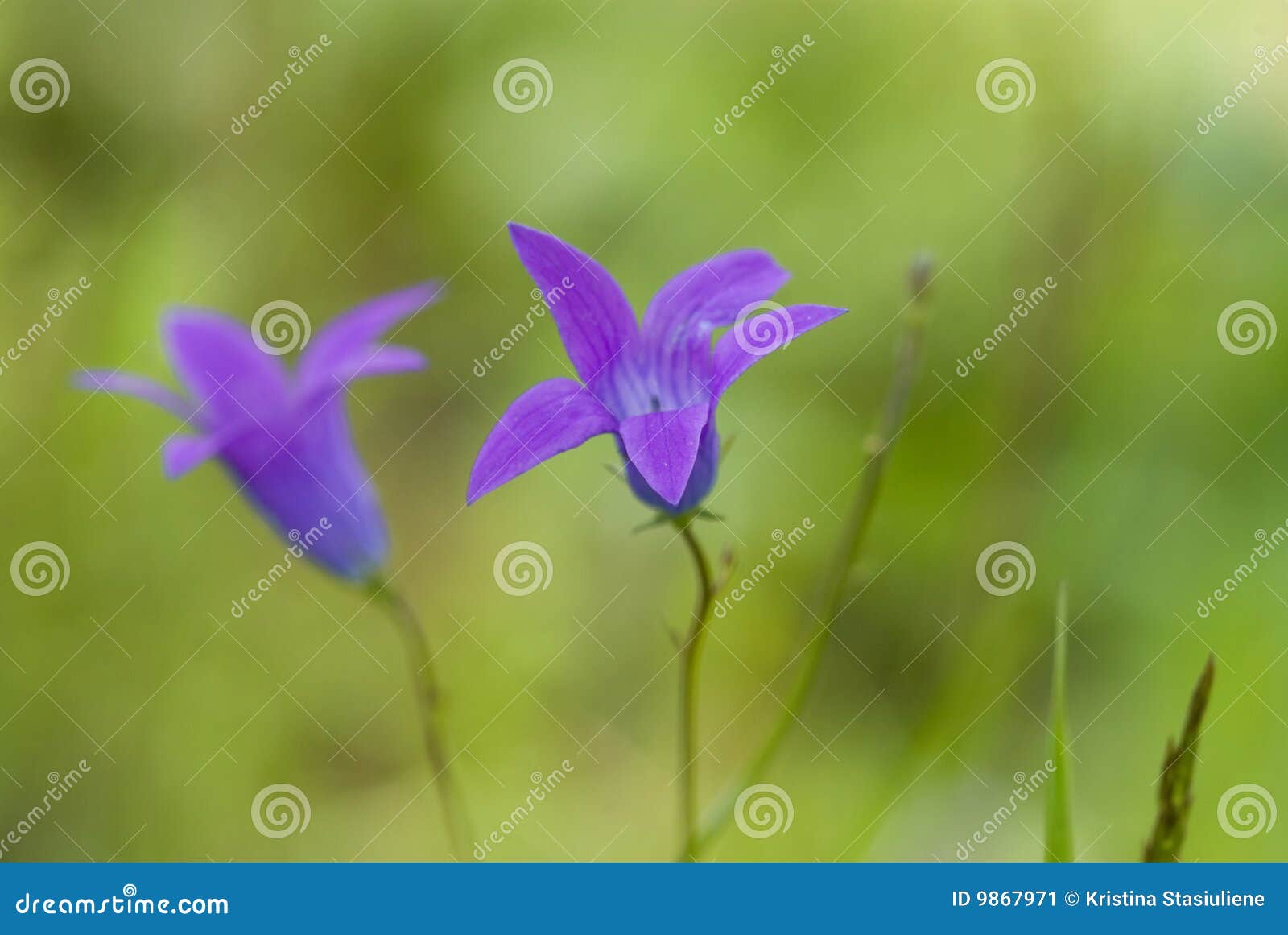 Bellflower stock image. Image of bellflower, blooms, blossom - 9867971