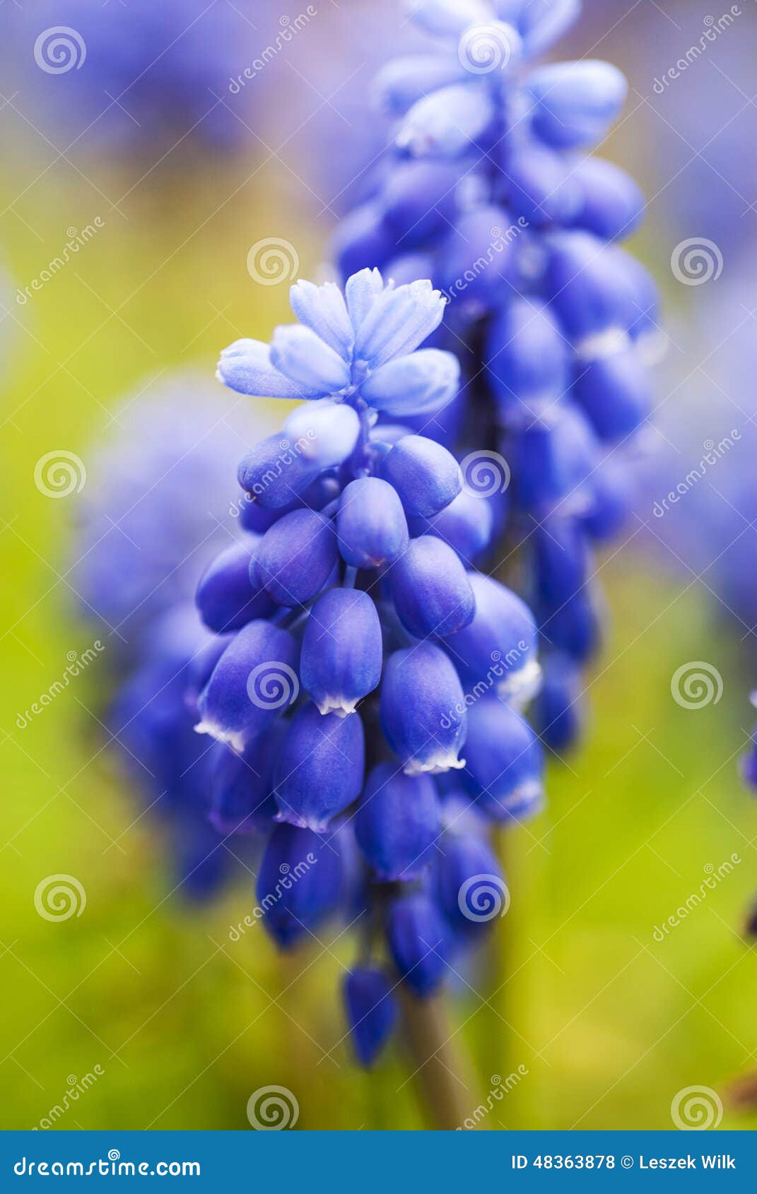 Bellflower stock photo. Image of close, season, bell - 48363878