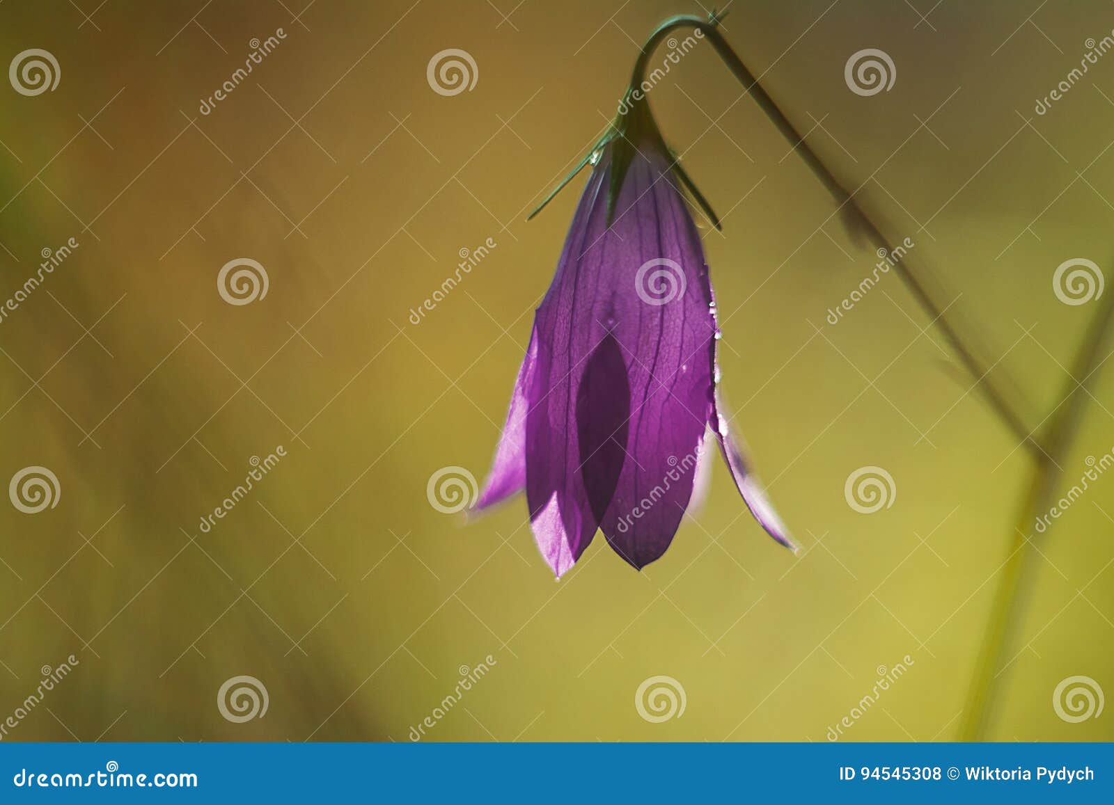 Bellflower stock photo. Image of petals, beutiful, macro - 94545308