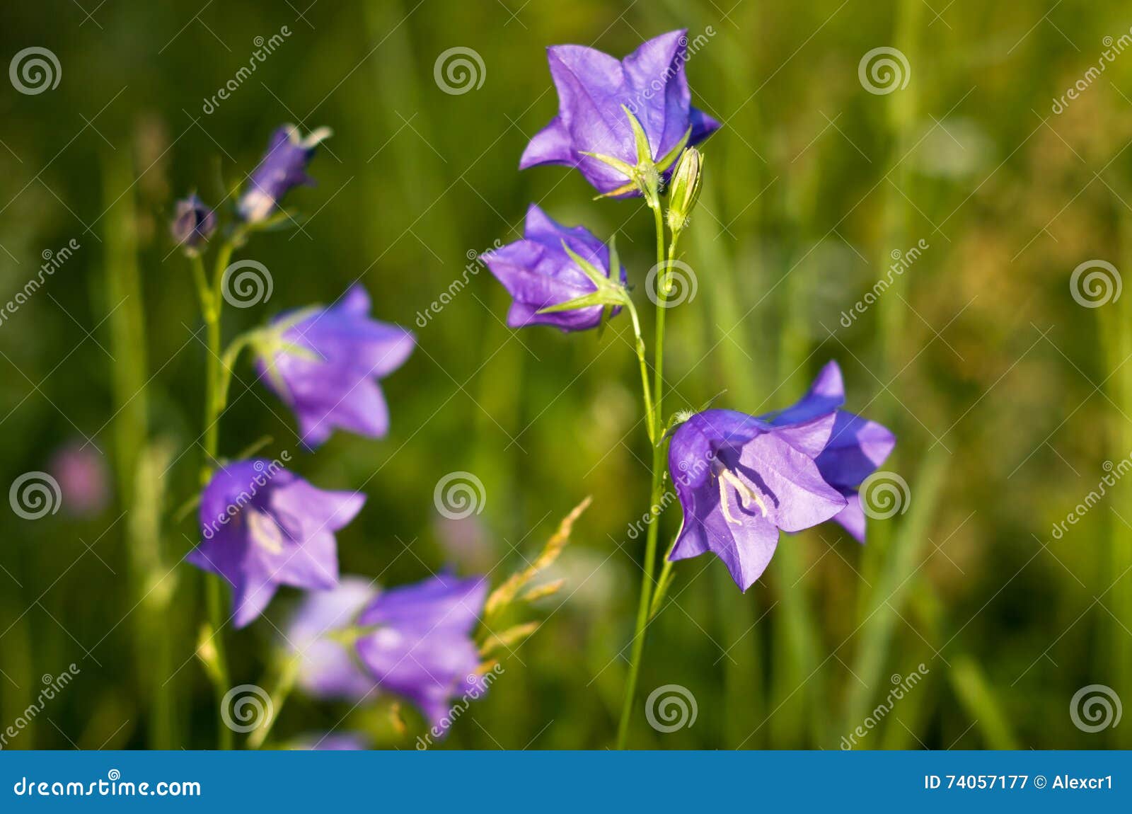 Bellflowers at sunset. stock image. Image of flowers - 74057177