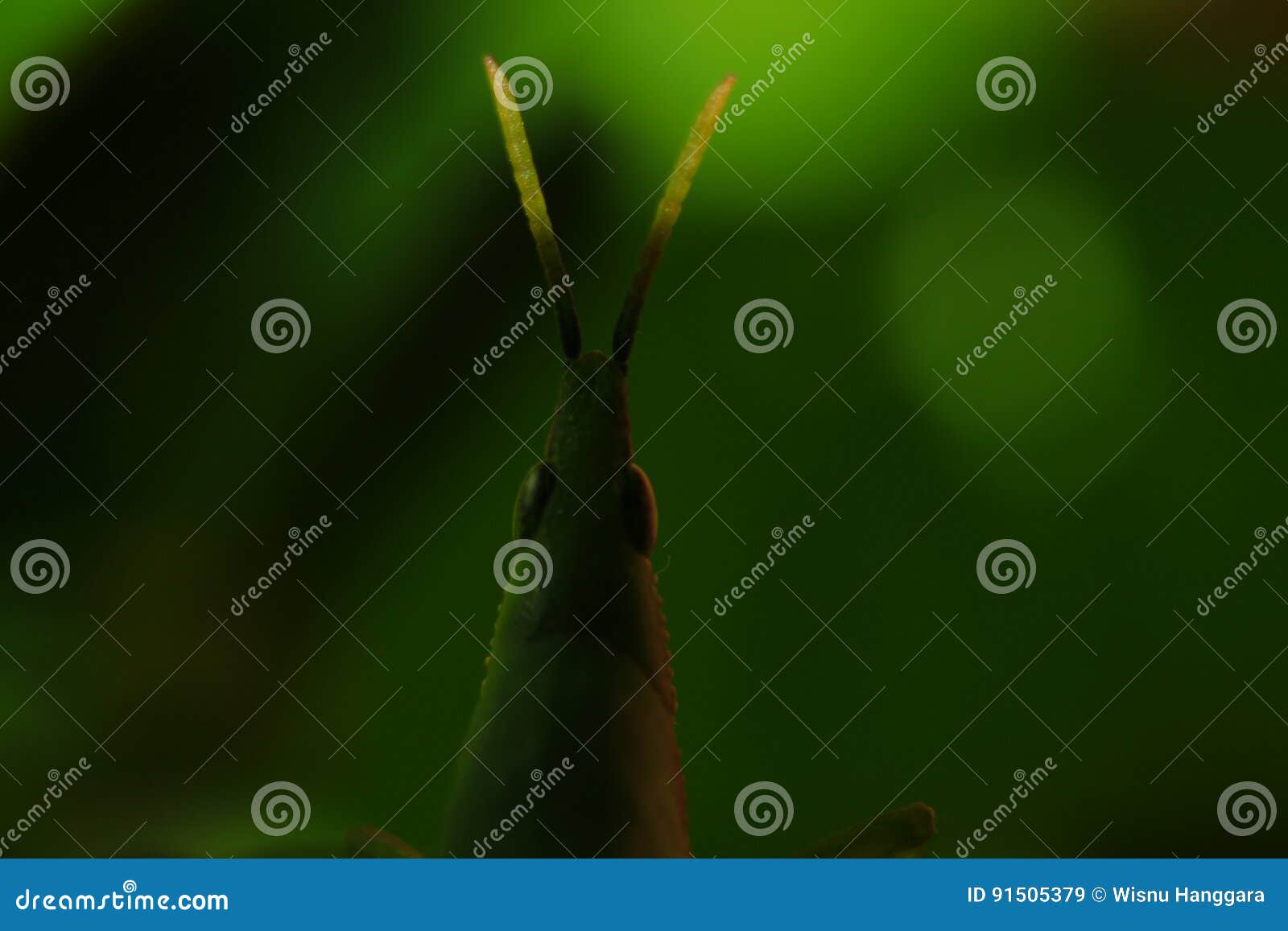 Bellhopper stock image. Image of taste, cycle, batik - 91505379