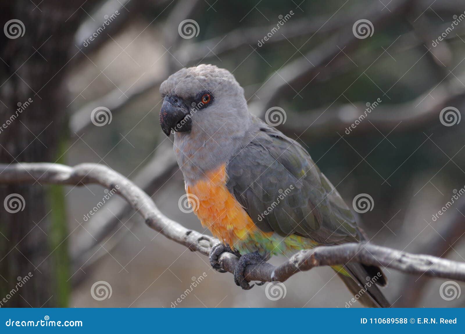 Bellied Papuzi Poicephalus Rufiventris Zdjęcie Stock - Obraz złożonej z ...