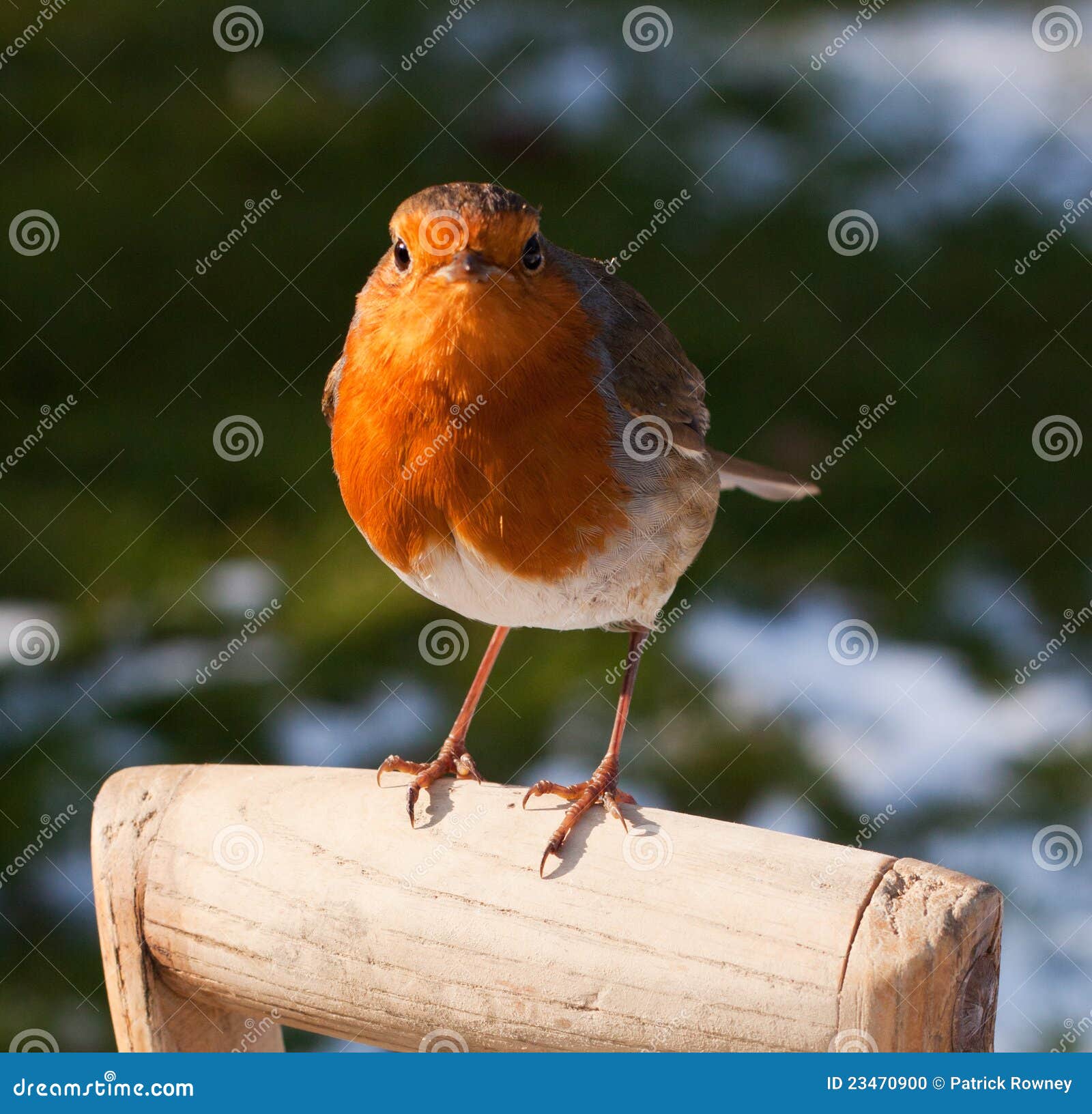Belligerent Robin Perched on Spade Handle in Snow Stock Photo - Image ...