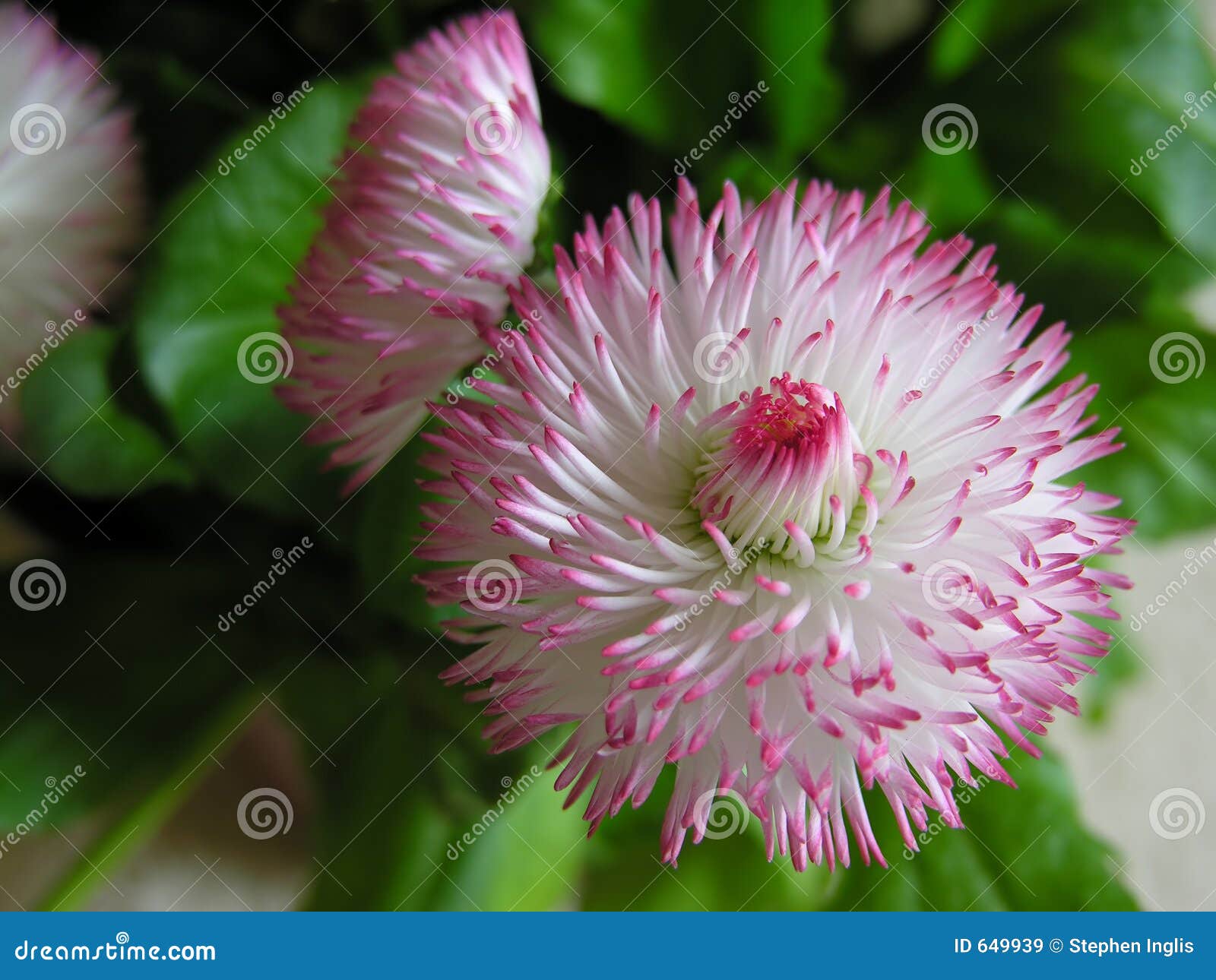 Bellis stock image. Image of macro, flower, leaves, daisy - 649939