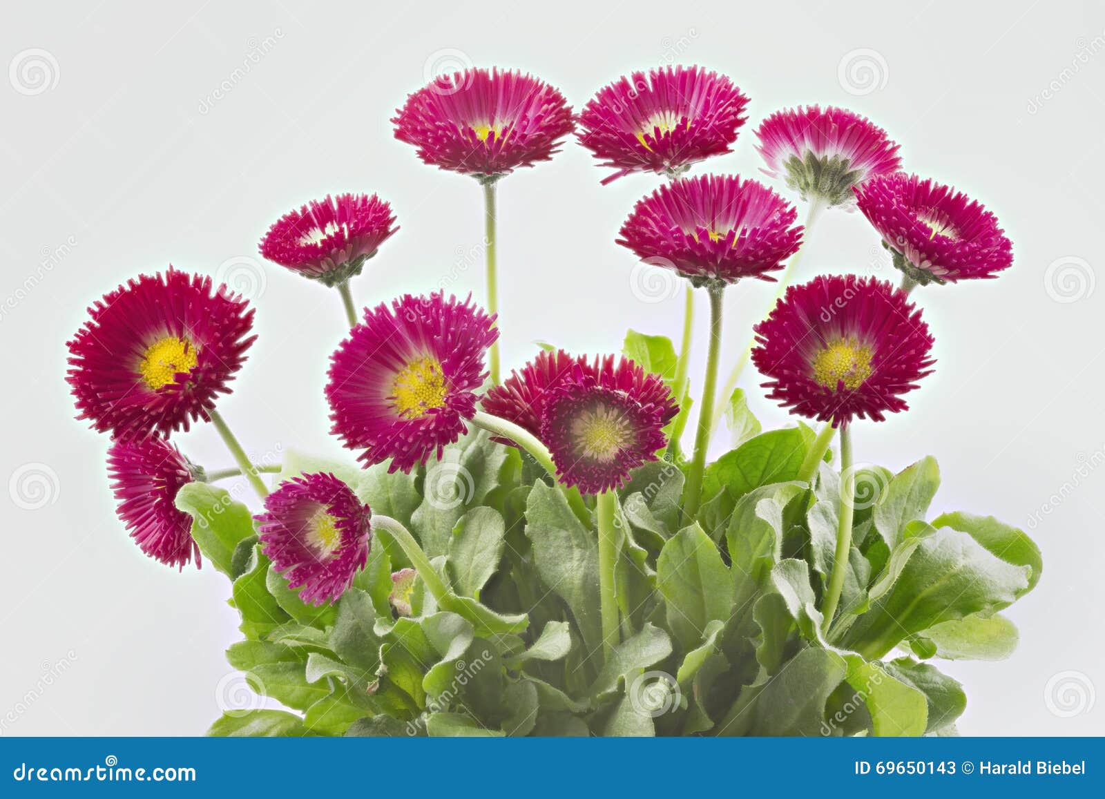 Bellis flowers stock image. Image of garden, floral, spring - 69650143