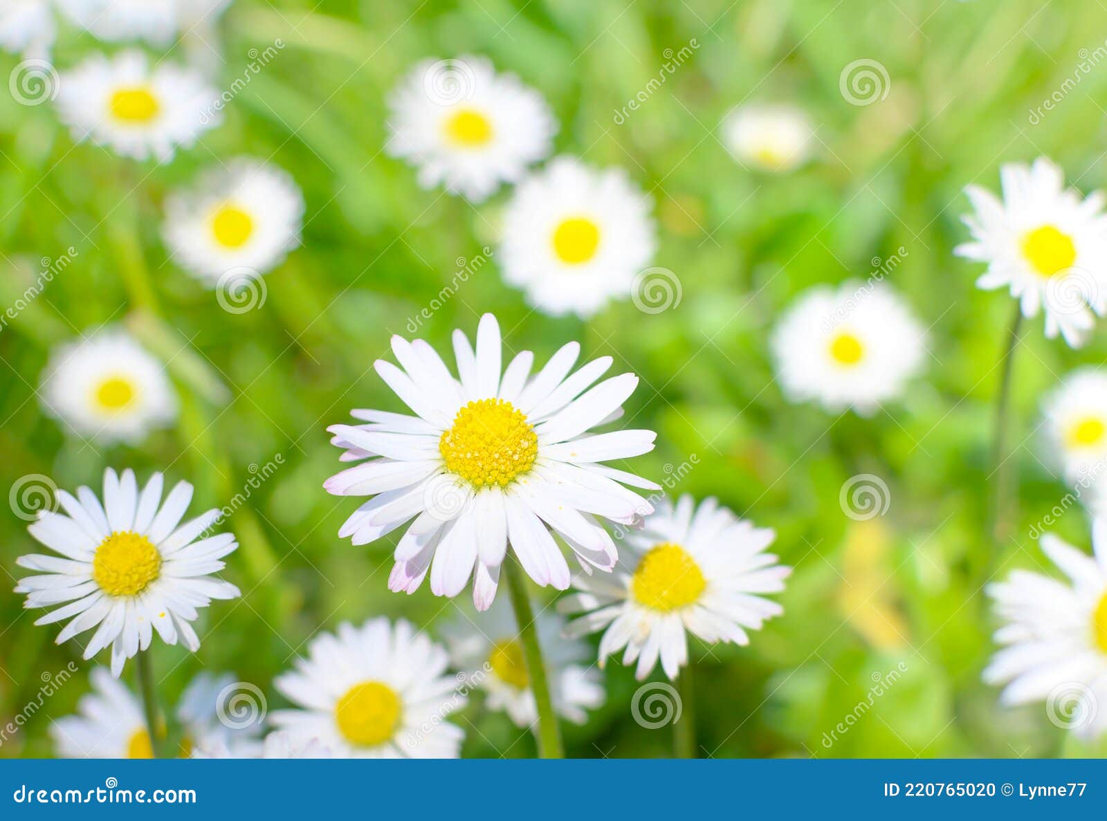 Bellis Perennis - Background of Daisies Stock Photo - Image of colour ...