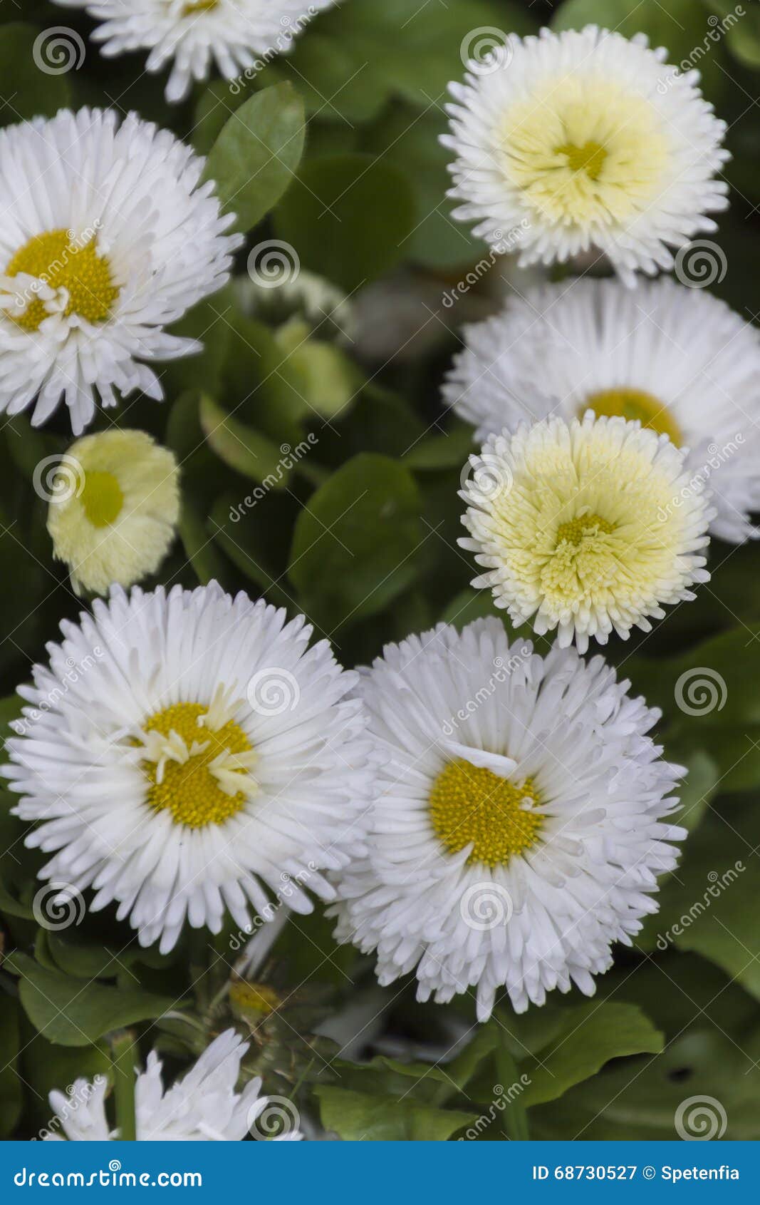 Bellis Perennis Daisy in the Garden Stock Image - Image of bellis ...