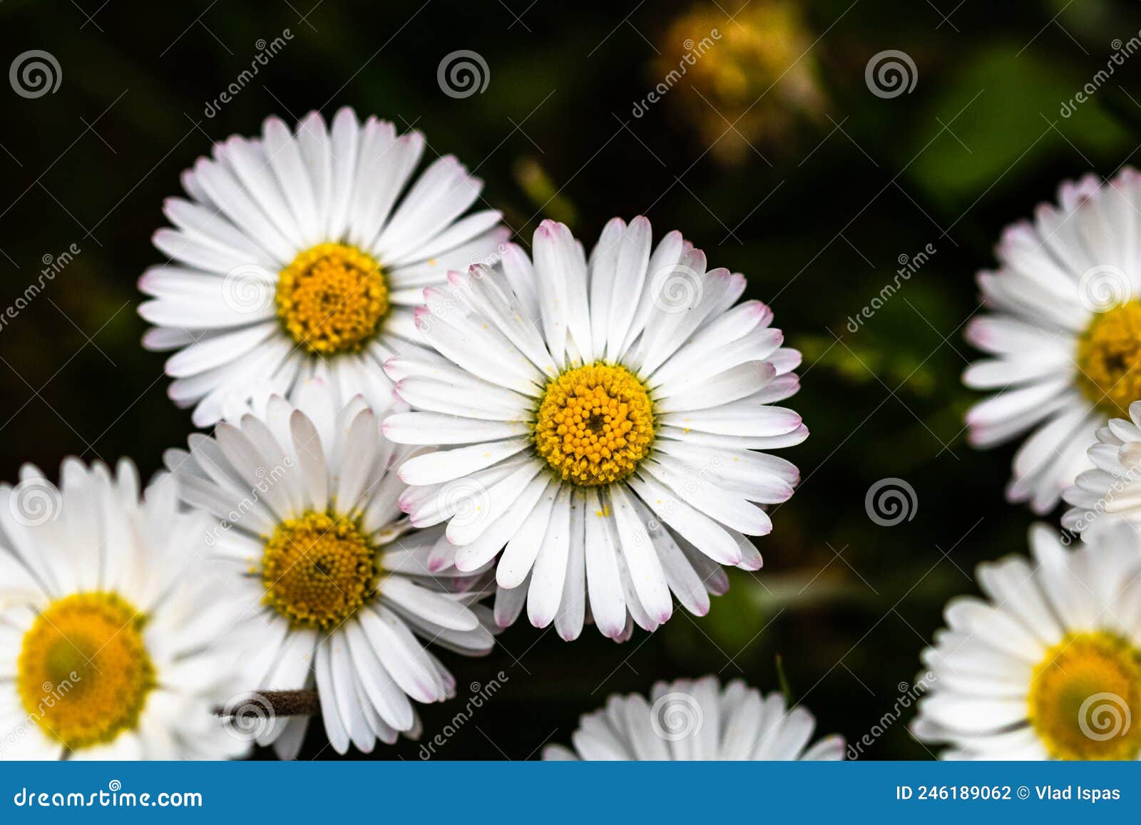 Bellis Perennis Flower. Daisy Blooms in Spring Stock Photo - Image of ...