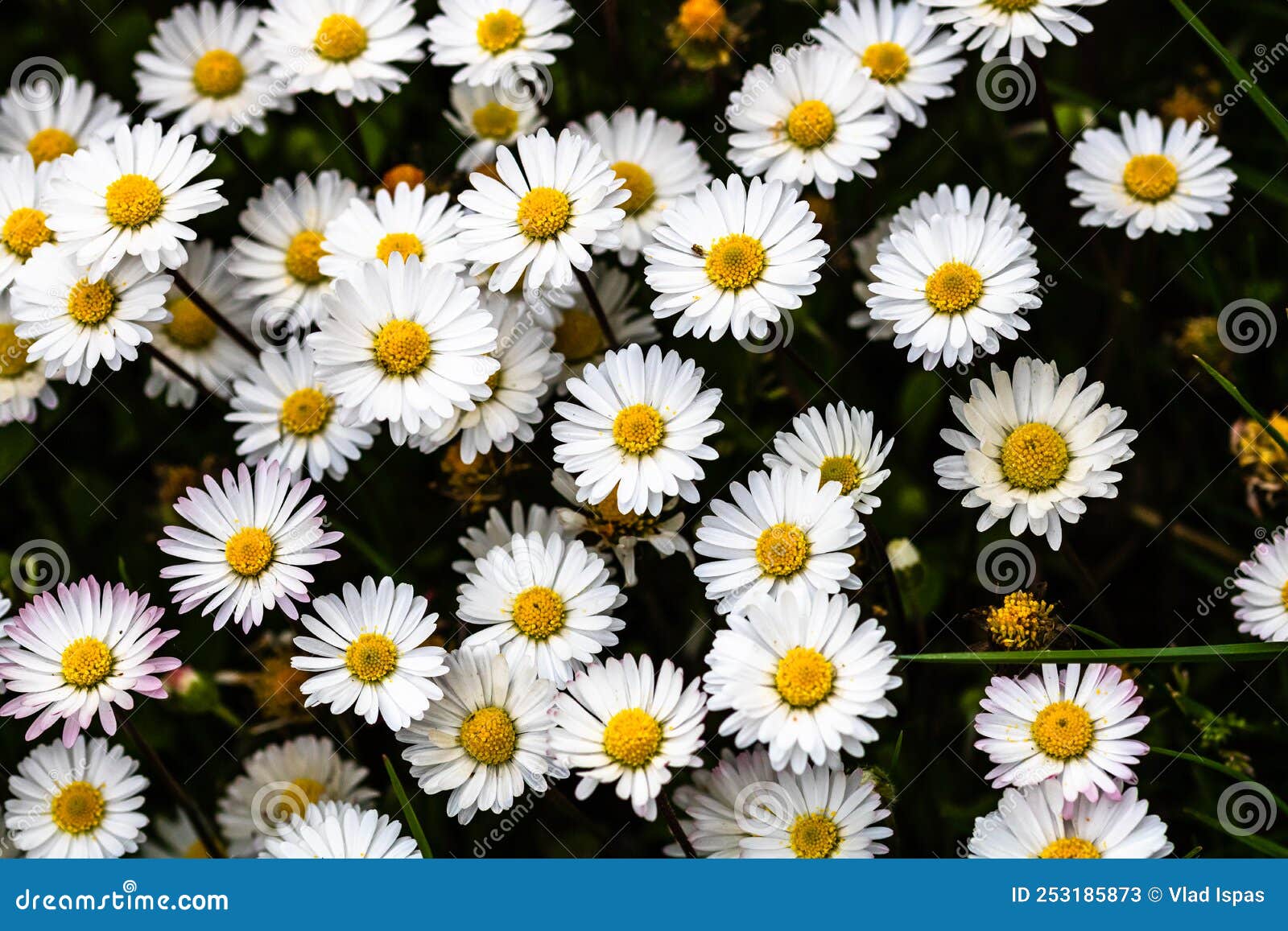 Bellis Perennis Flower. Daisy Blooms in Spring Stock Image - Image of ...