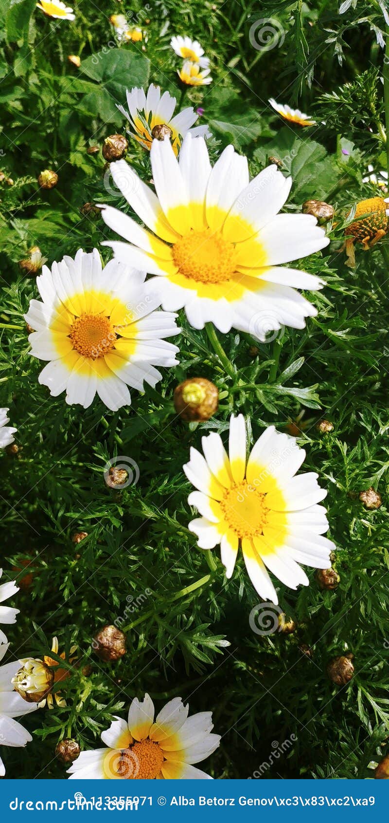 Bellis perennis flowers stock image. Image of spring - 113355971