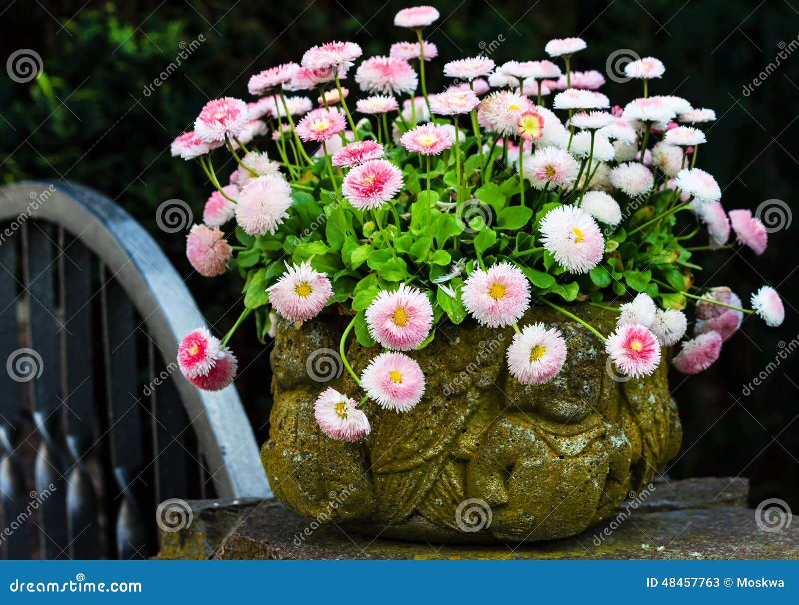 Bellis Perennis in Stone Pot Stock Image - Image of marie, bellis: 48457763