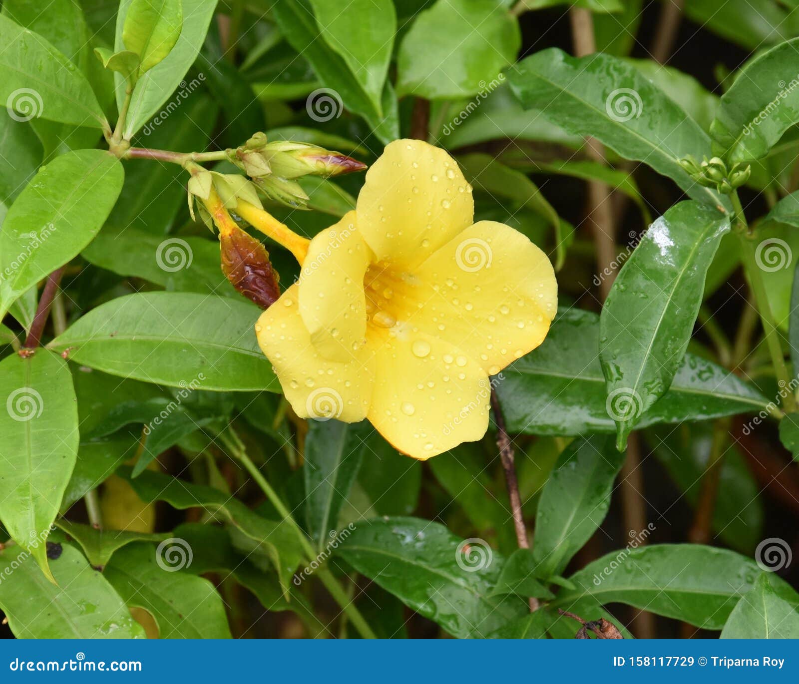 Bellissimo Fiore Di Tecoma Giallo Colorato Immagine Stock - Immagine di ...