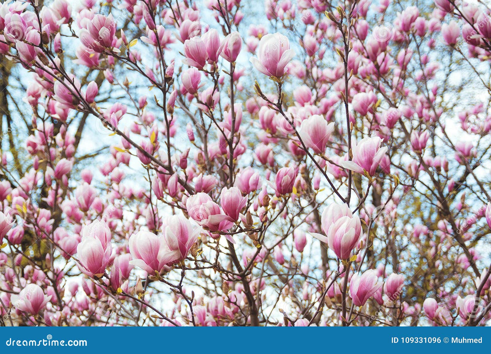 Bello Albero Della Magnolia in Primavera Fotografia Stock - Immagine di ...