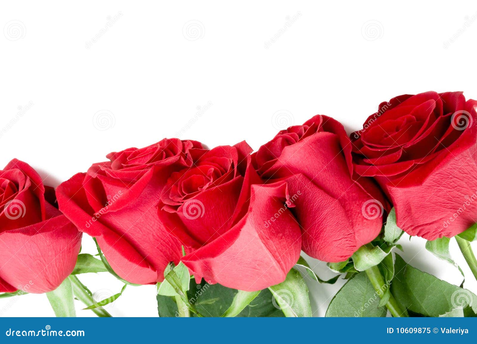 Bello bordo delle rose immagine stock. Immagine di aroma - 10609875