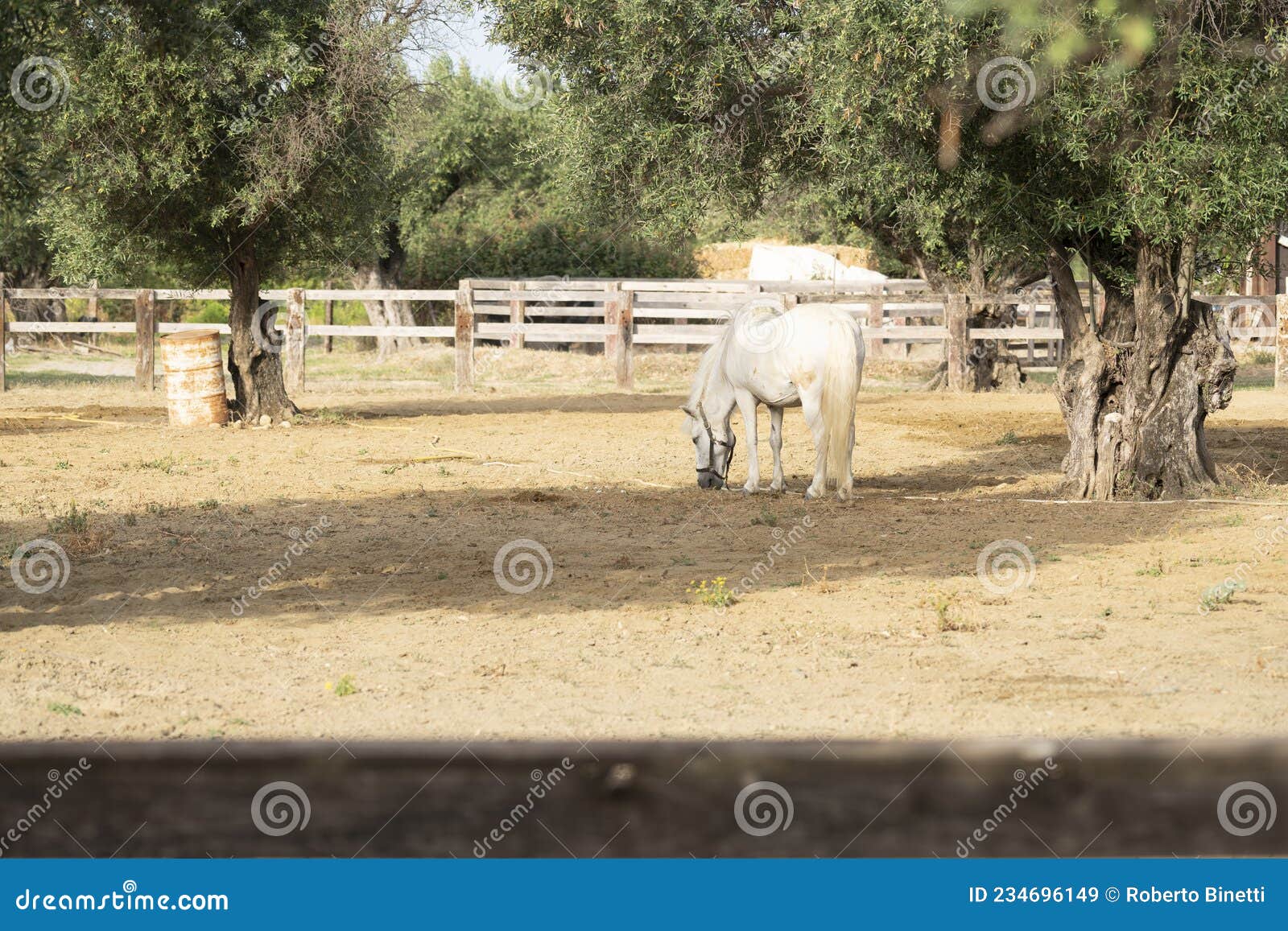 Bello Caballo Blanco En Un Corral Imagen de archivo - Imagen de potro ...