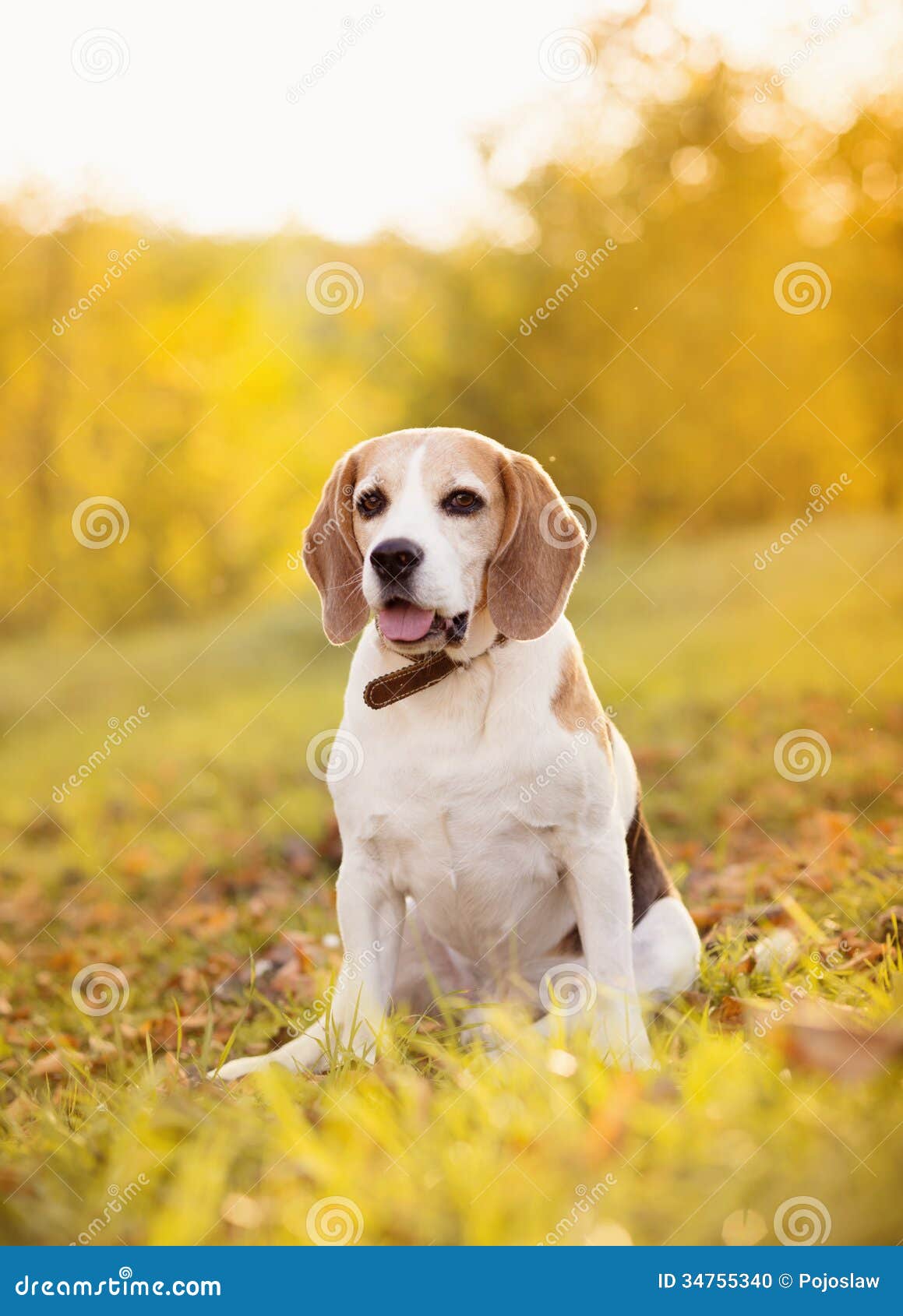 Bello cane fotografia stock. Immagine di svago, carino - 34755340