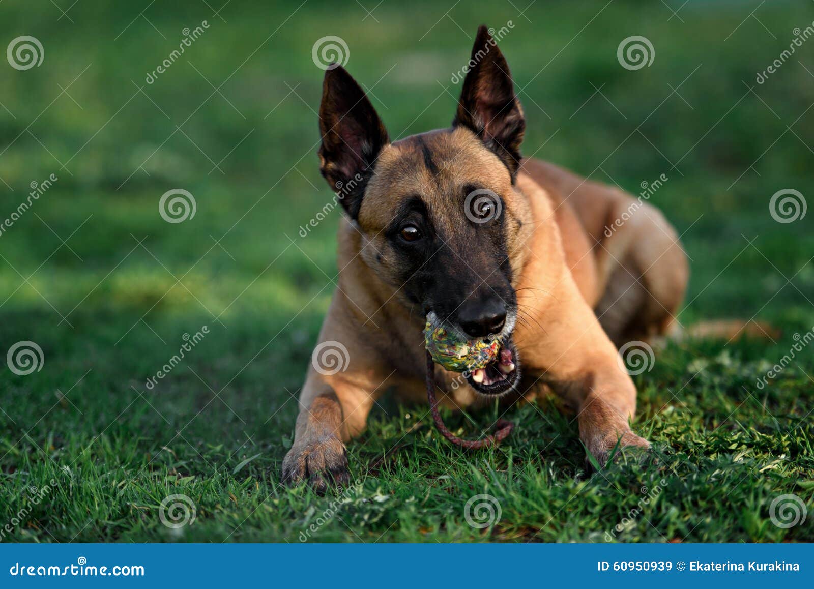Bello Cane Belga Di Malinois Del Pastore Immagine Stock - Immagine di ...
