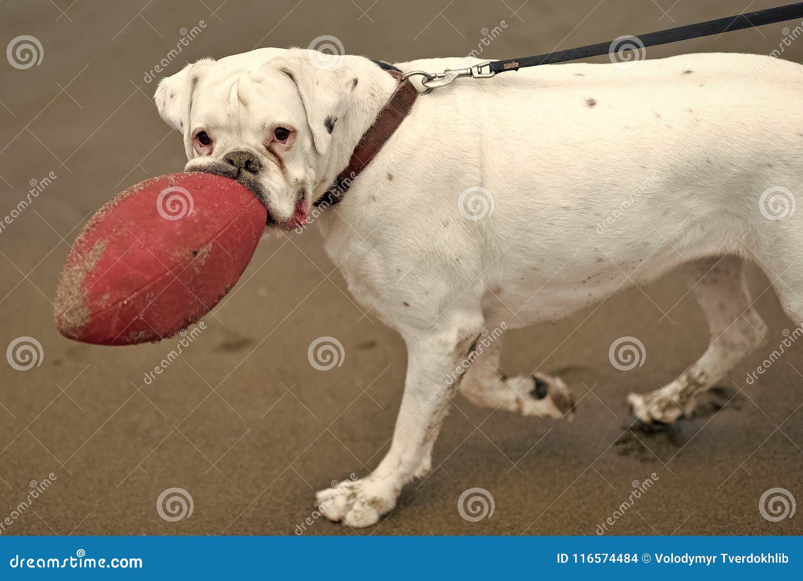 Bello Cane Con La Palla Rossa Fotografia Stock - Immagine di giocoso ...