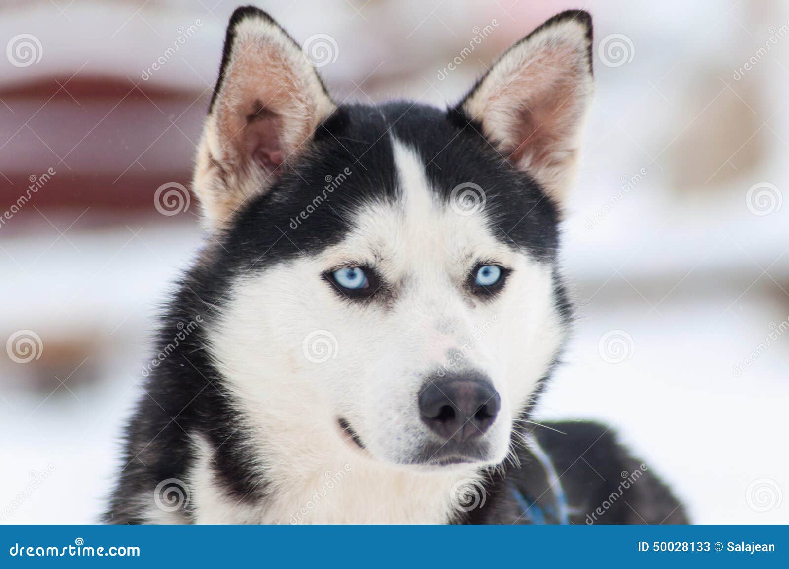 Bello cane del husky immagine stock. Immagine di occhi - 50028133