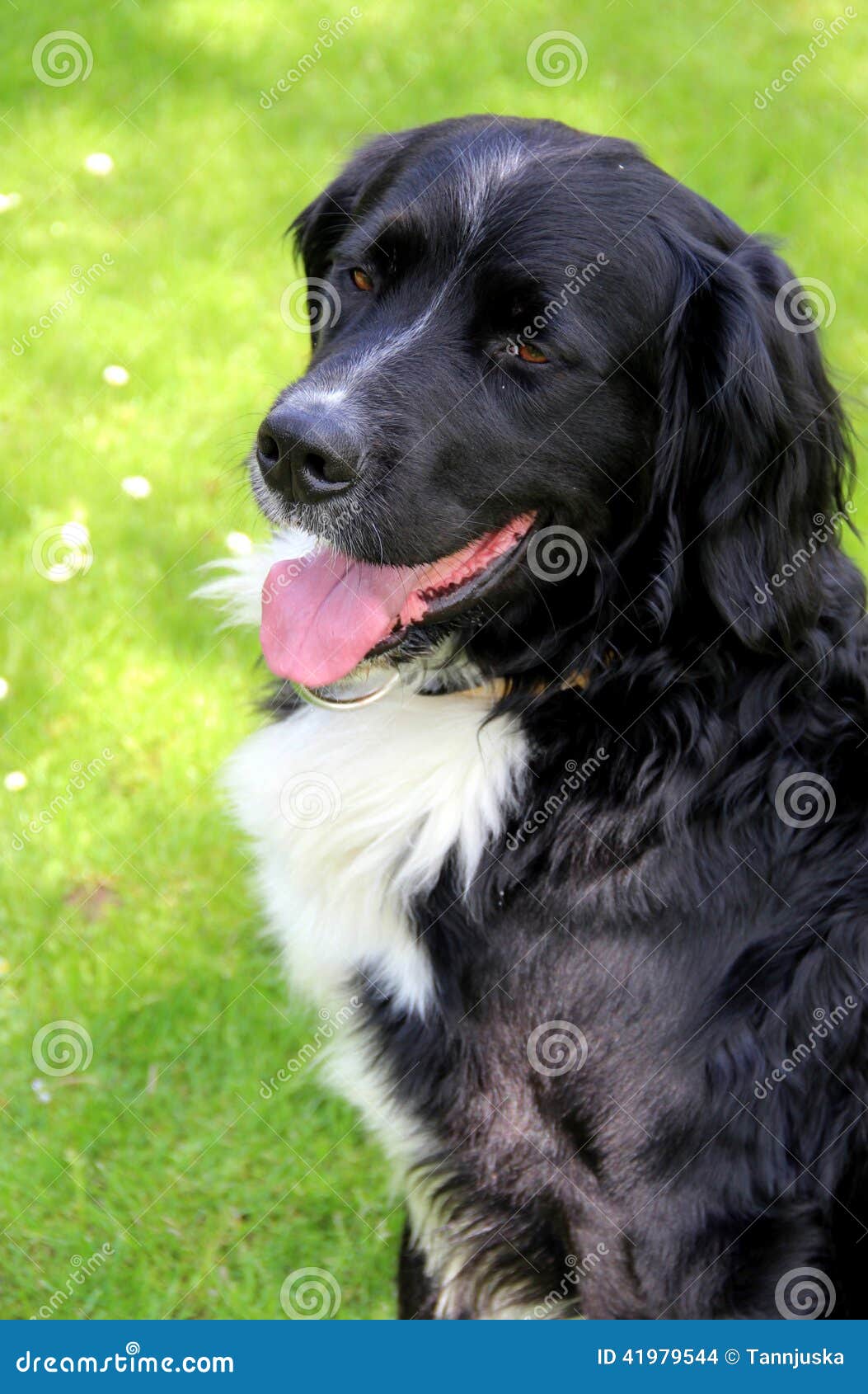 Bello cane nel giardino fotografia stock. Immagine di soleggiato - 41979544