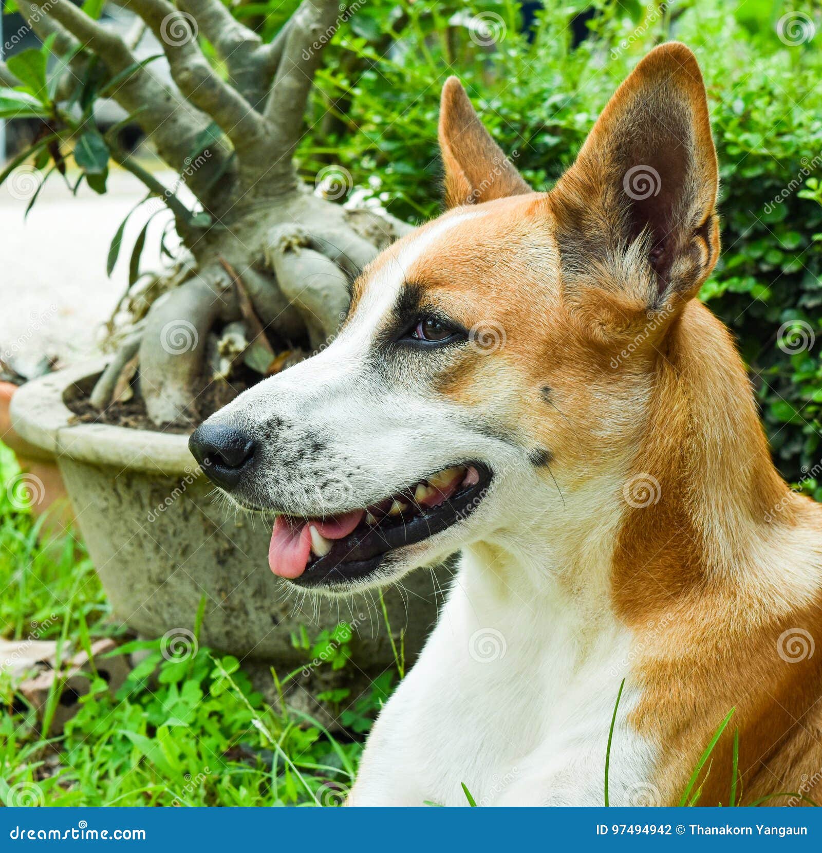 Bello cane randagio fotografia stock. Immagine di strappare - 97494942