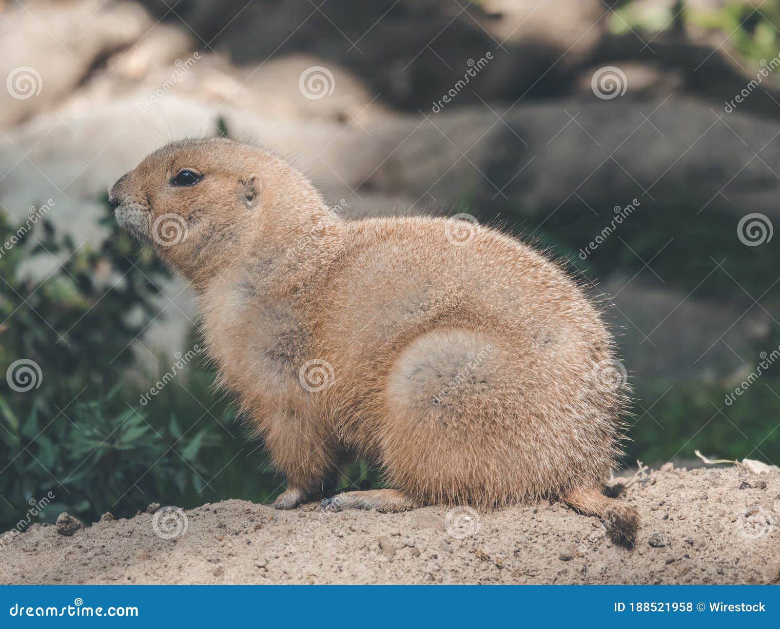 Bello Castor Sentado En El Suelo En El Bosque Foto de archivo - Imagen ...