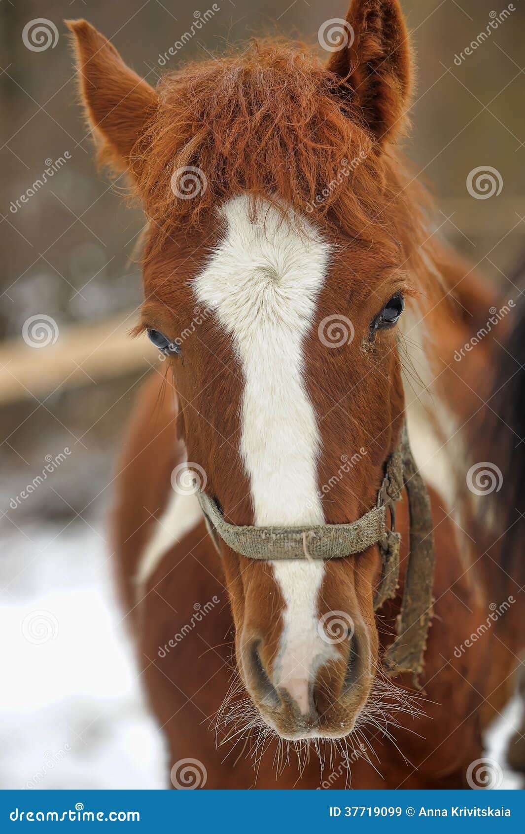 Bello cavallo rosso immagine stock. Immagine di bello - 37719099