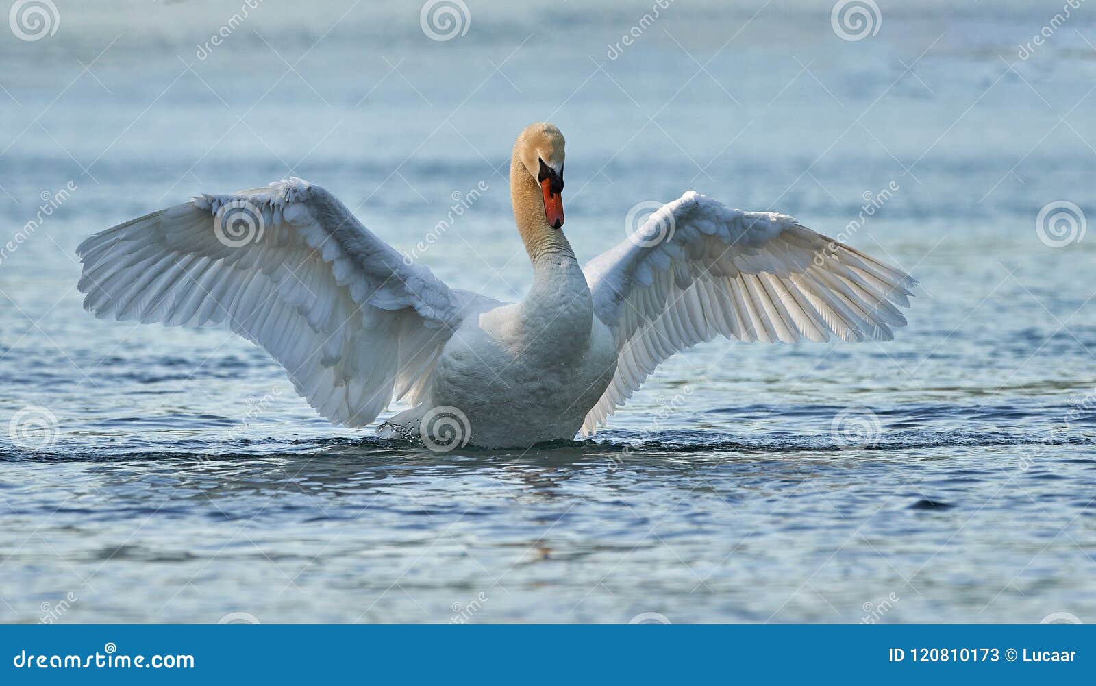 Bello cigno bianco immagine stock. Immagine di colore - 120810173