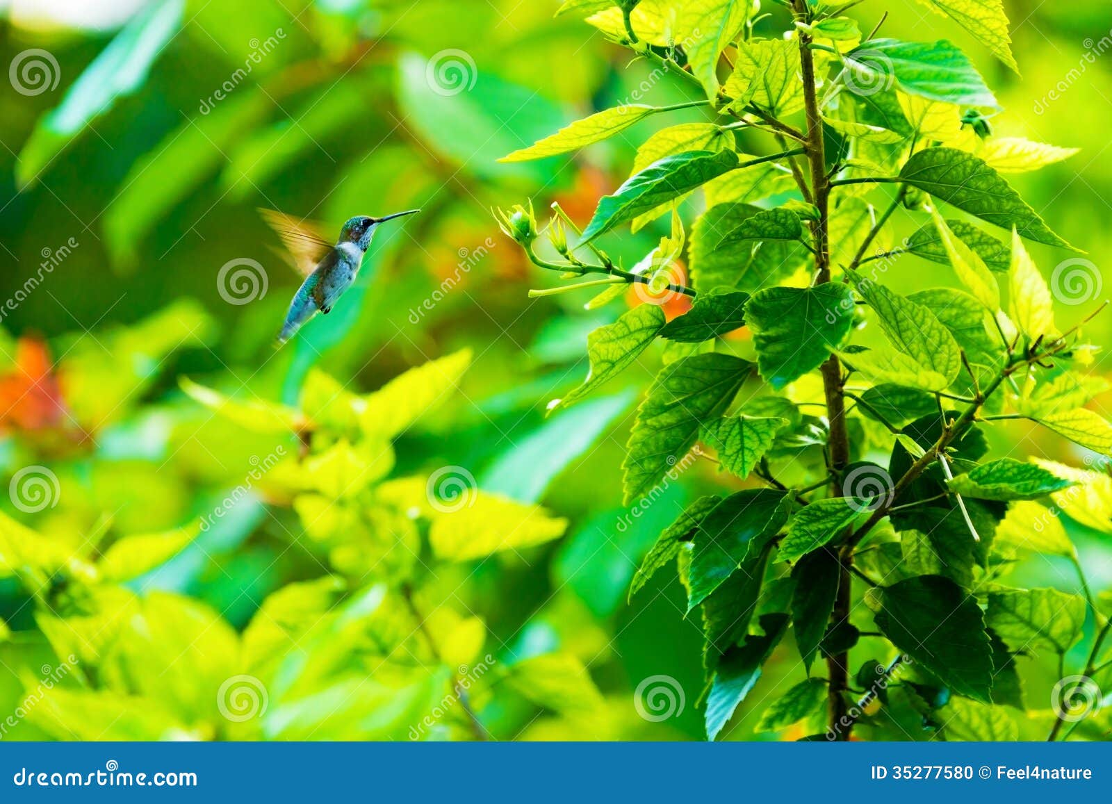 Bello colibrì e un fiore fotografia stock. Immagine di aviario - 35277580
