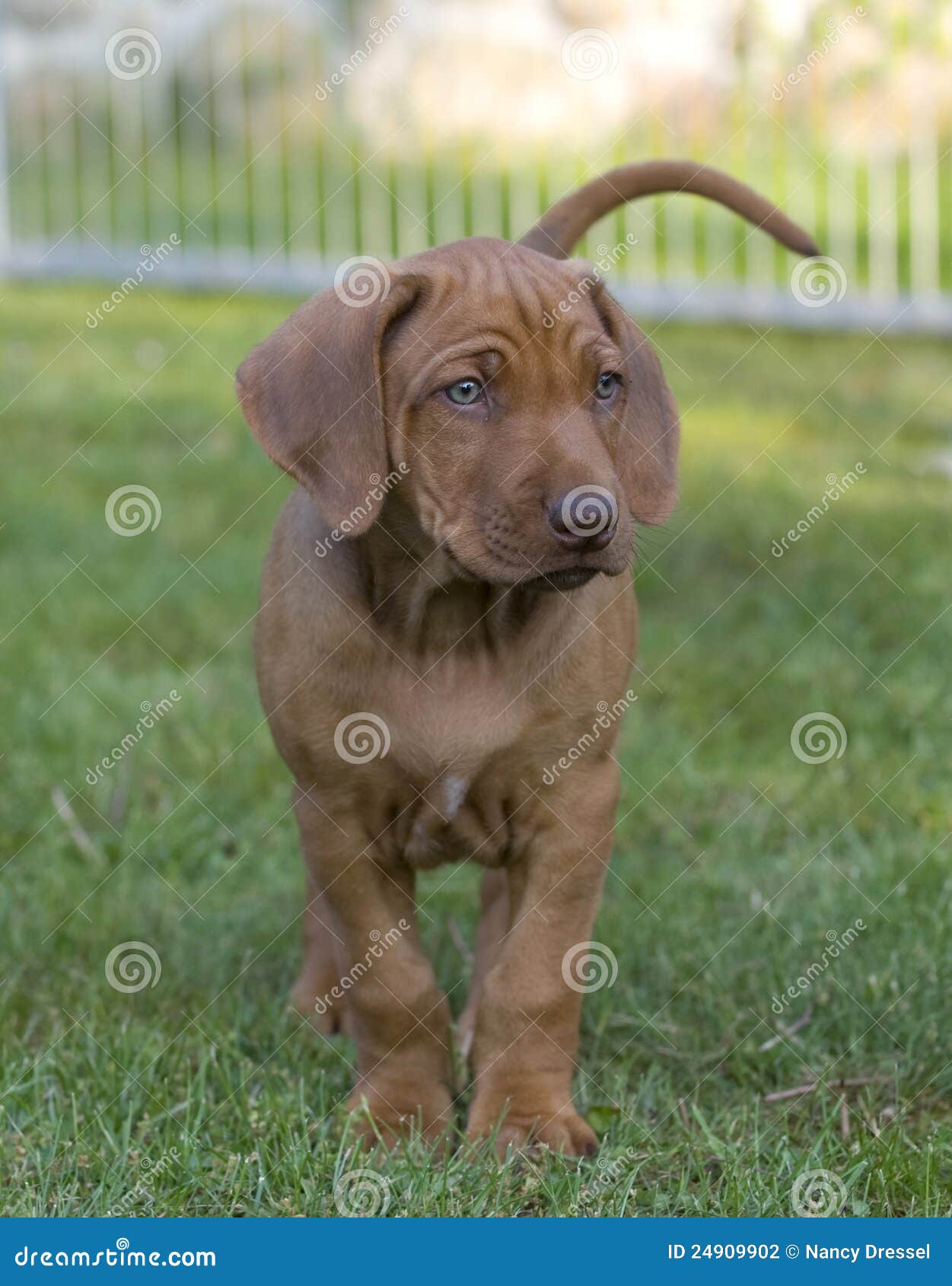 Bello Cucciolo Di Rhodesian Ridgeback Fotografia Stock - Immagine di ...