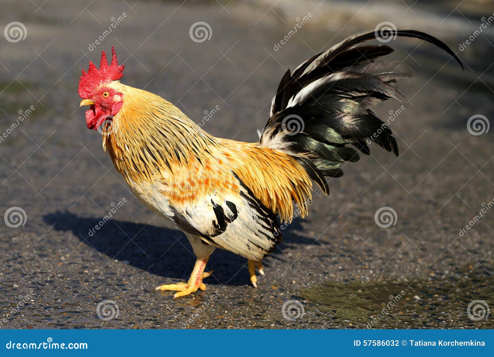 Bello Di Gallo Colorato Multi Fotografia Stock - Immagine di becco ...