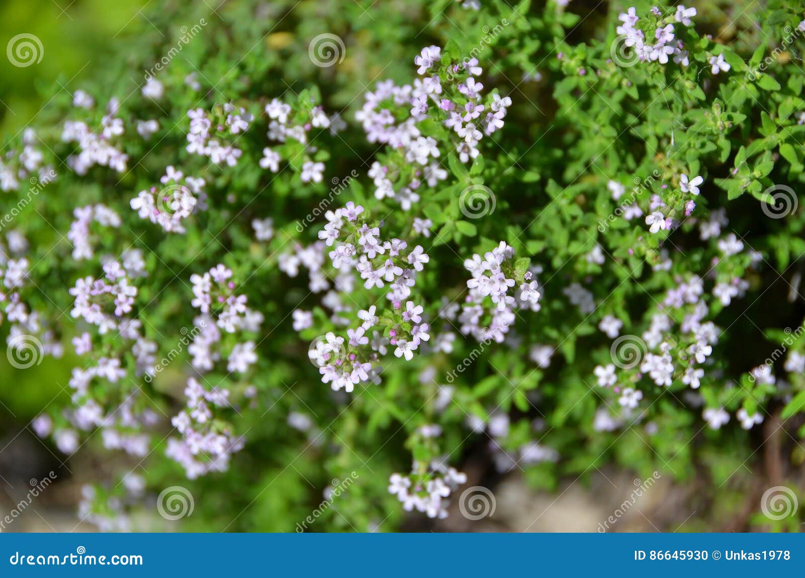 Bello fiore del timo fotografia stock. Immagine di botanico - 86645930
