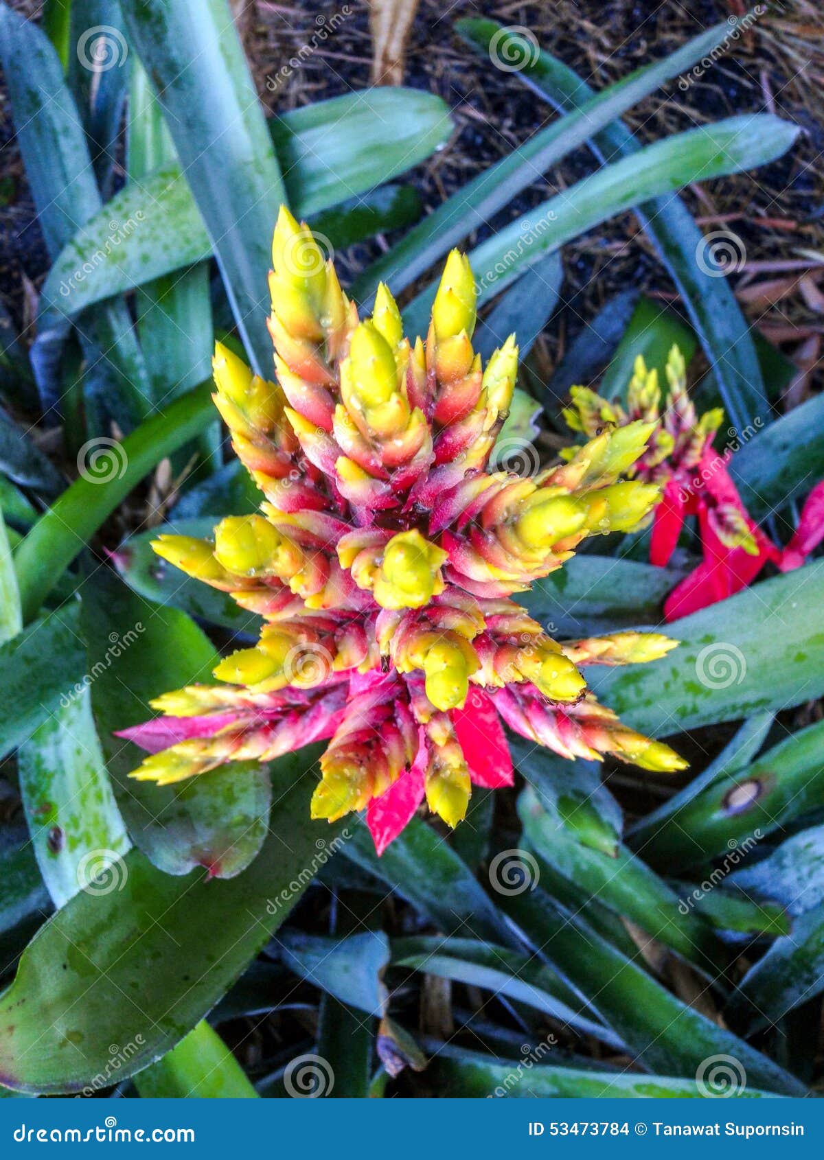 Bello fiore dell'agave fotografia stock. Immagine di sfondo - 53473784