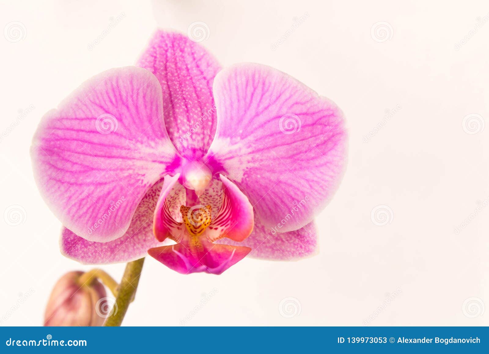 Bello Fiore Dell'orchidea Fine in Su Germoglio Dell'orchidea Immagine ...