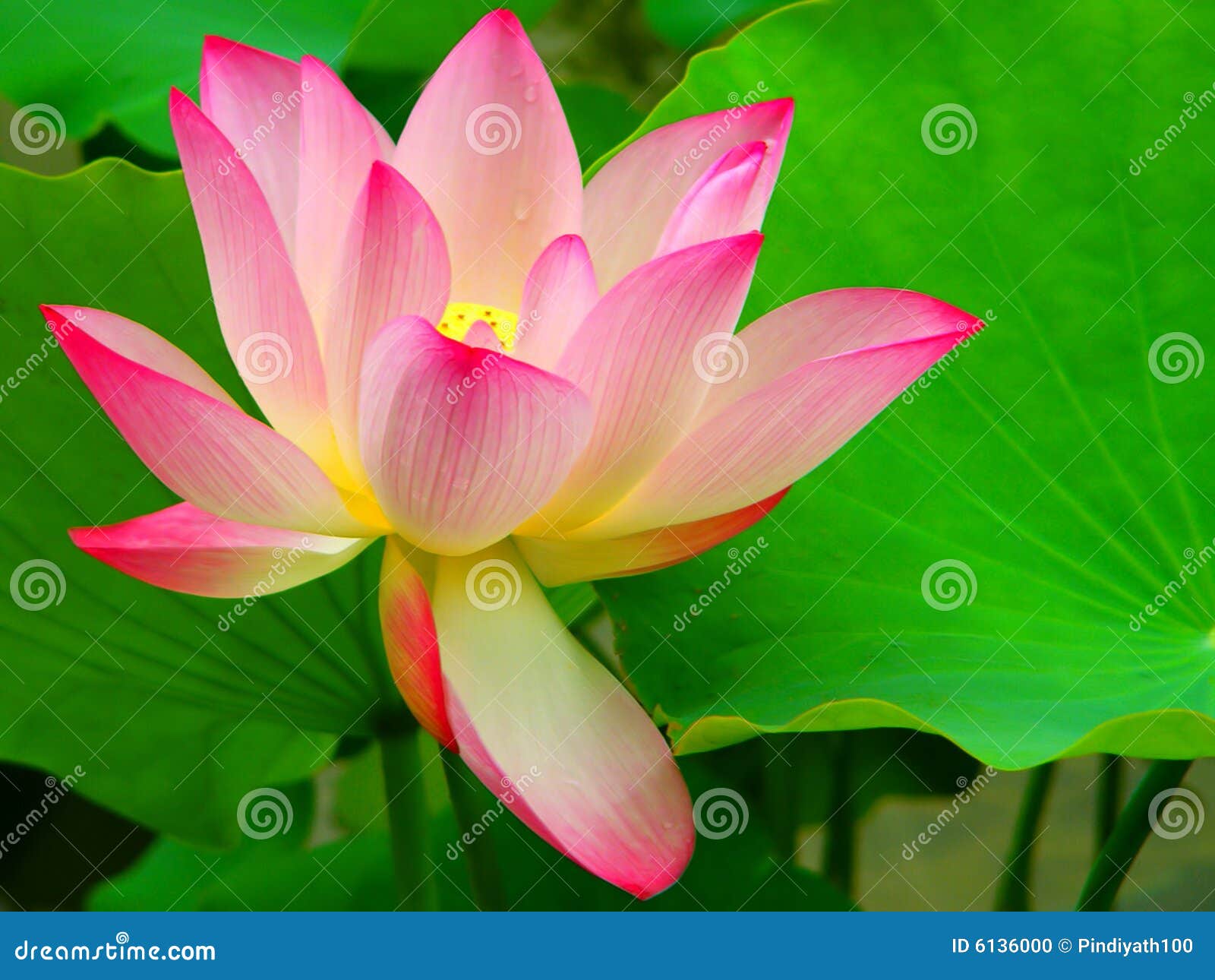 Bello fiore di loto fotografia stock. Immagine di acquatico - 6136000