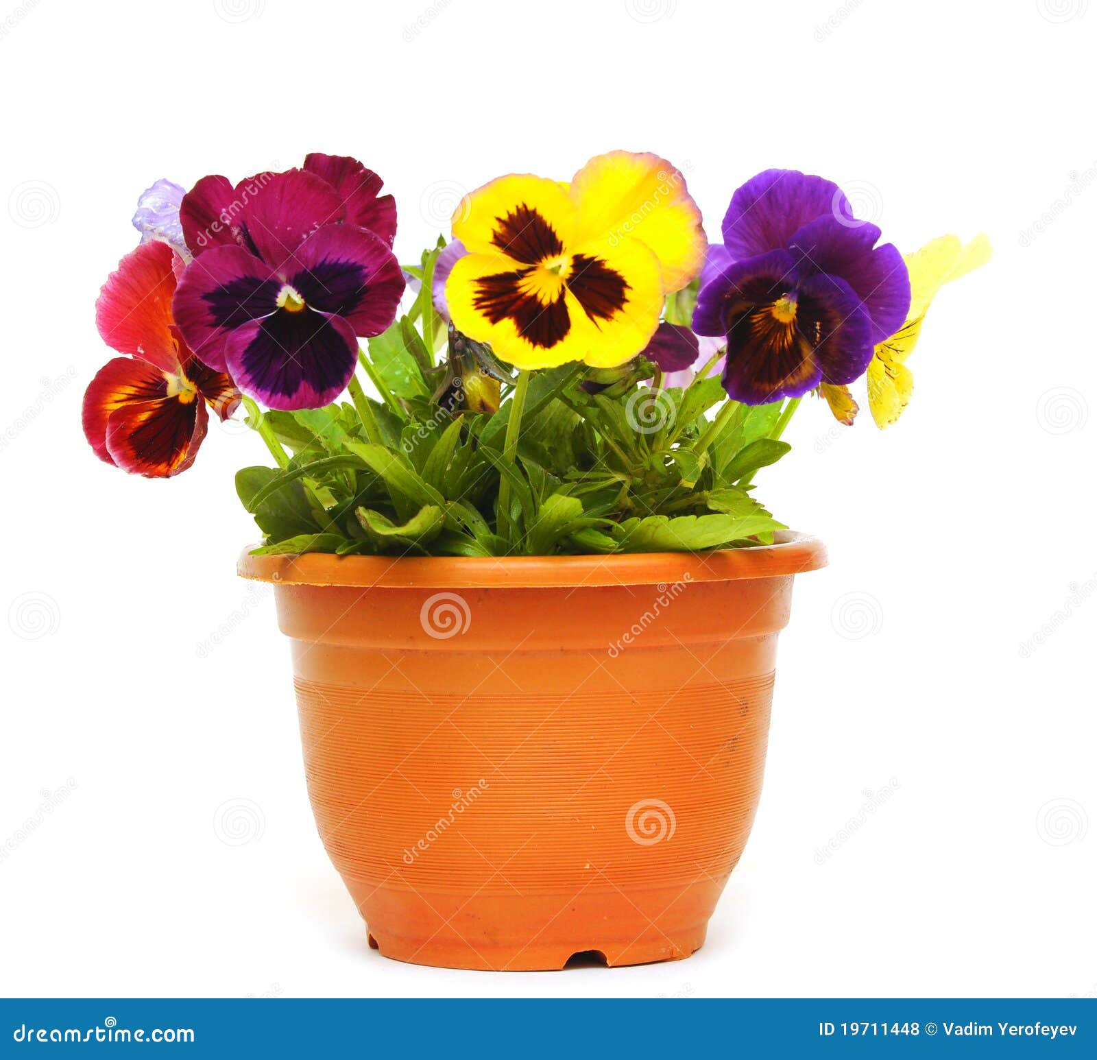 Bello fiore viola in POT fotografia stock. Immagine di decorazione ...