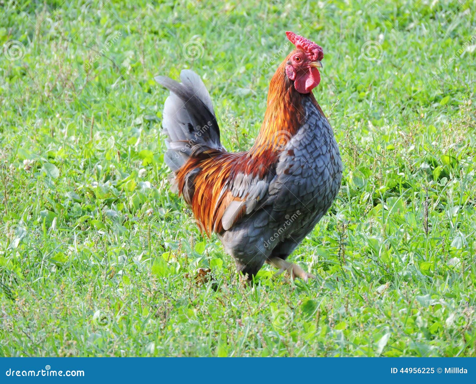 Bello gallo immagine stock. Immagine di colorato, arancione - 44956225