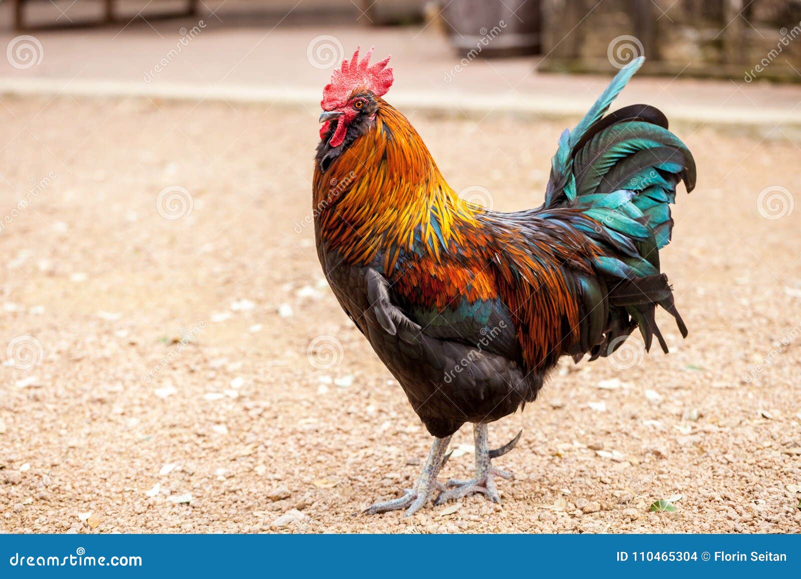 Bello Gallo Con Le Piume Rosse E La Coda Verde Fotografia Stock ...