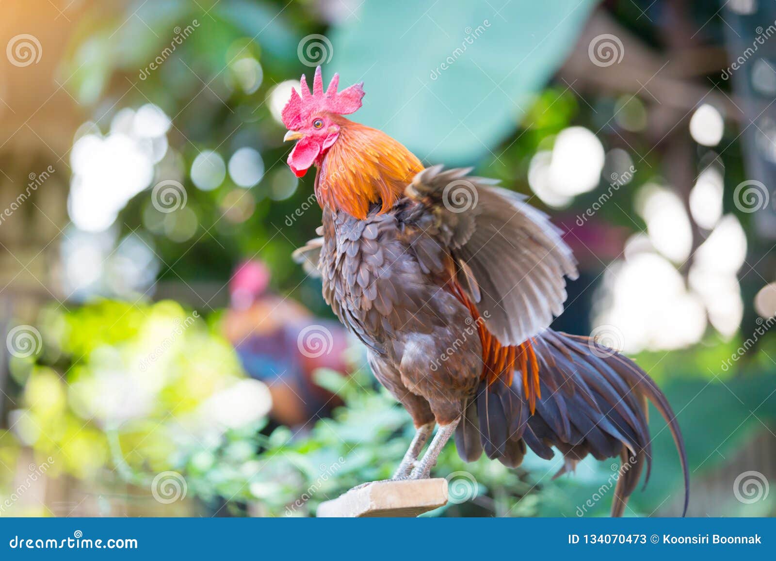 Bello gallo variopinto immagine stock. Immagine di gallinacei - 134070473