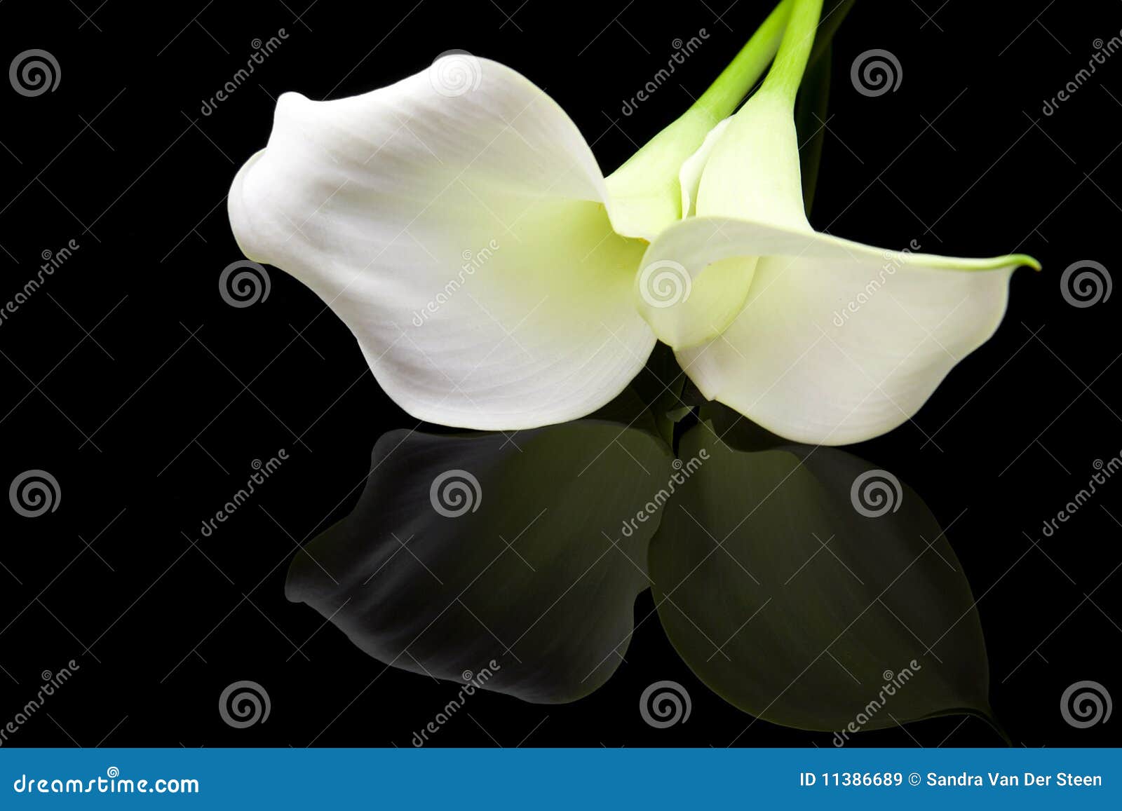Bello Giglio Di Calla Bianco Immagine Stock - Immagine di fioritura ...