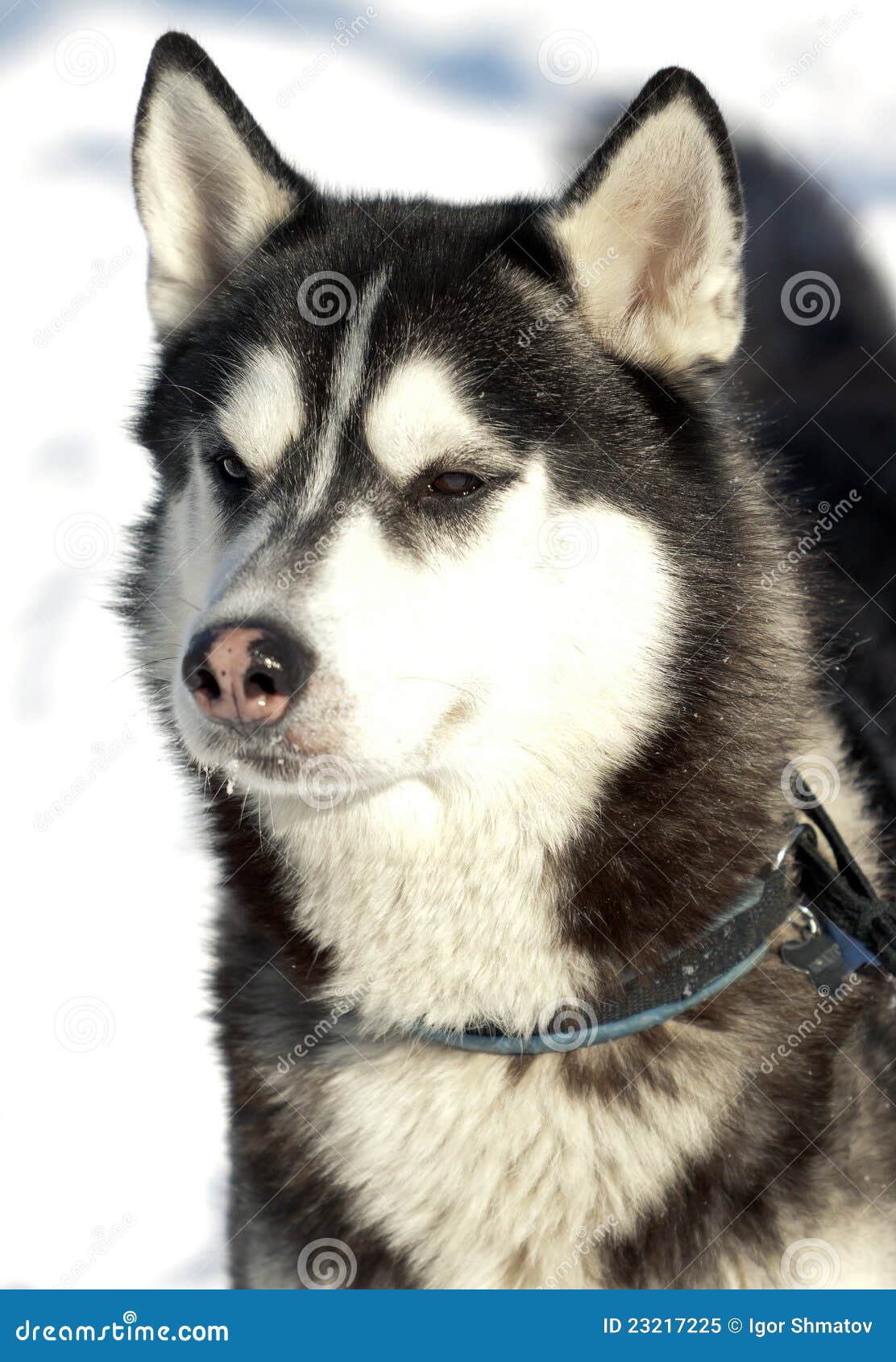 Bello husky siberiano immagine stock. Immagine di steppa - 23217225